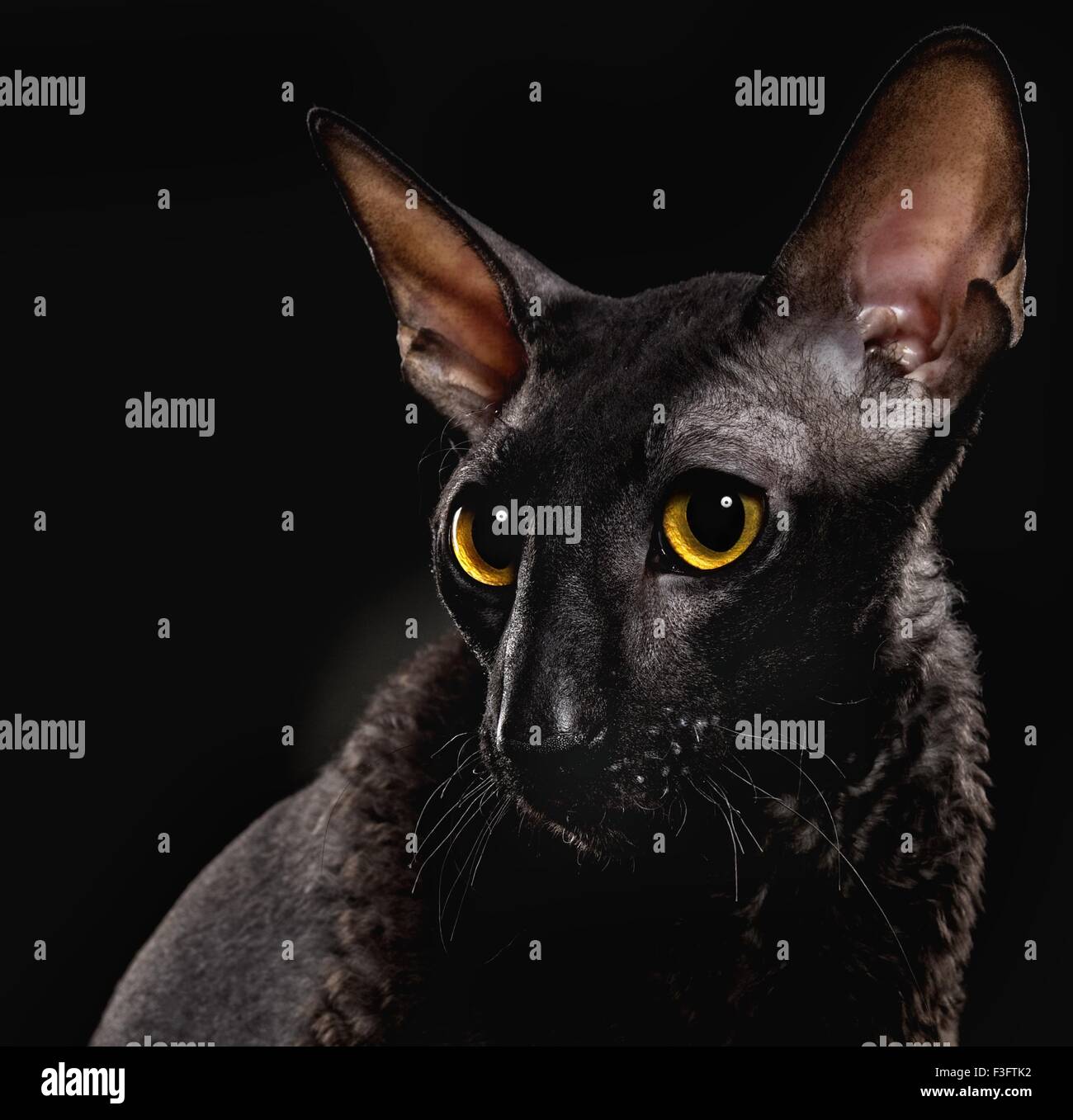 Black Cornish Rex cat Stock Photo - Alamy
