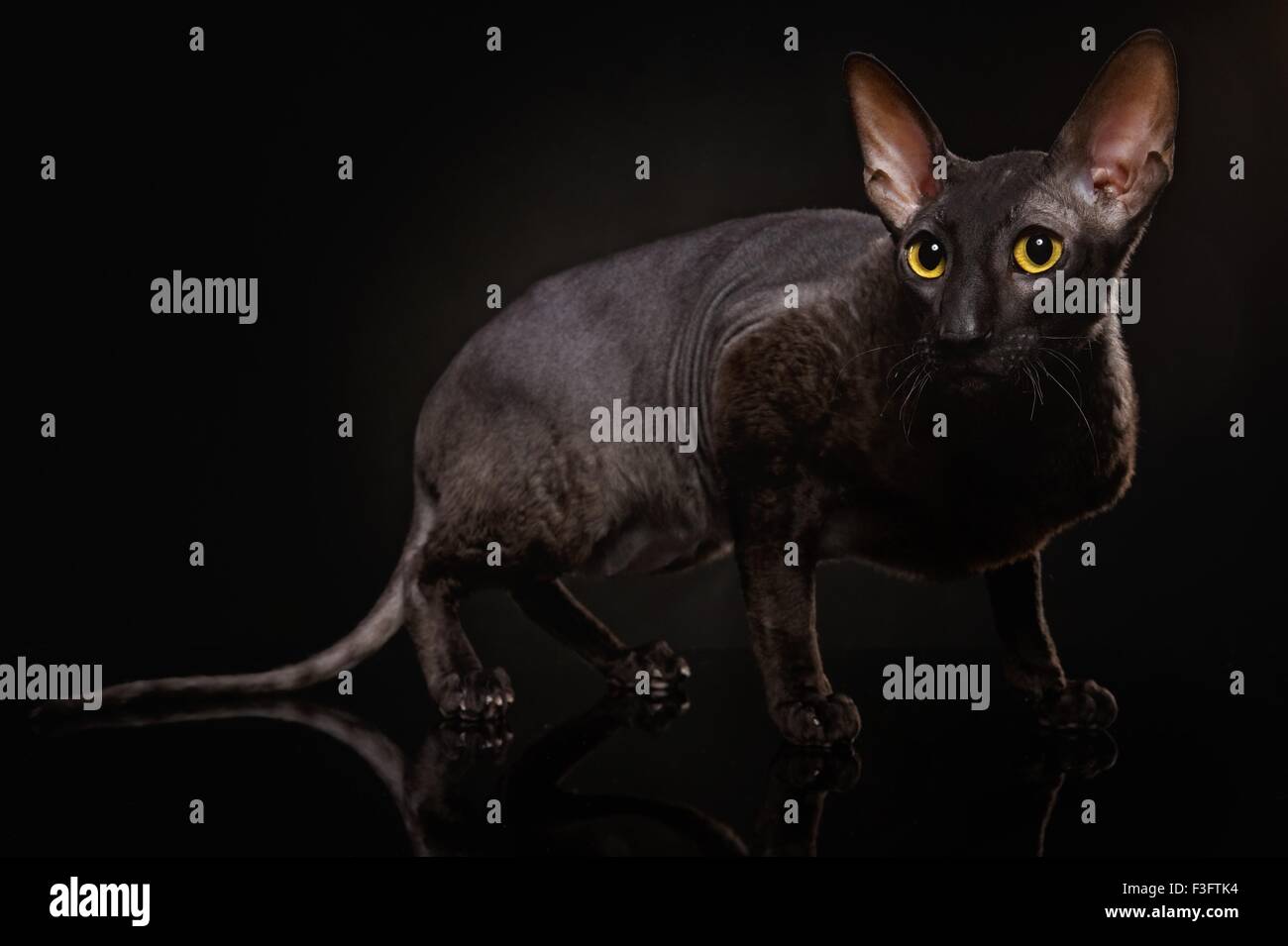 Black Cornish Rex cat Stock Photo - Alamy