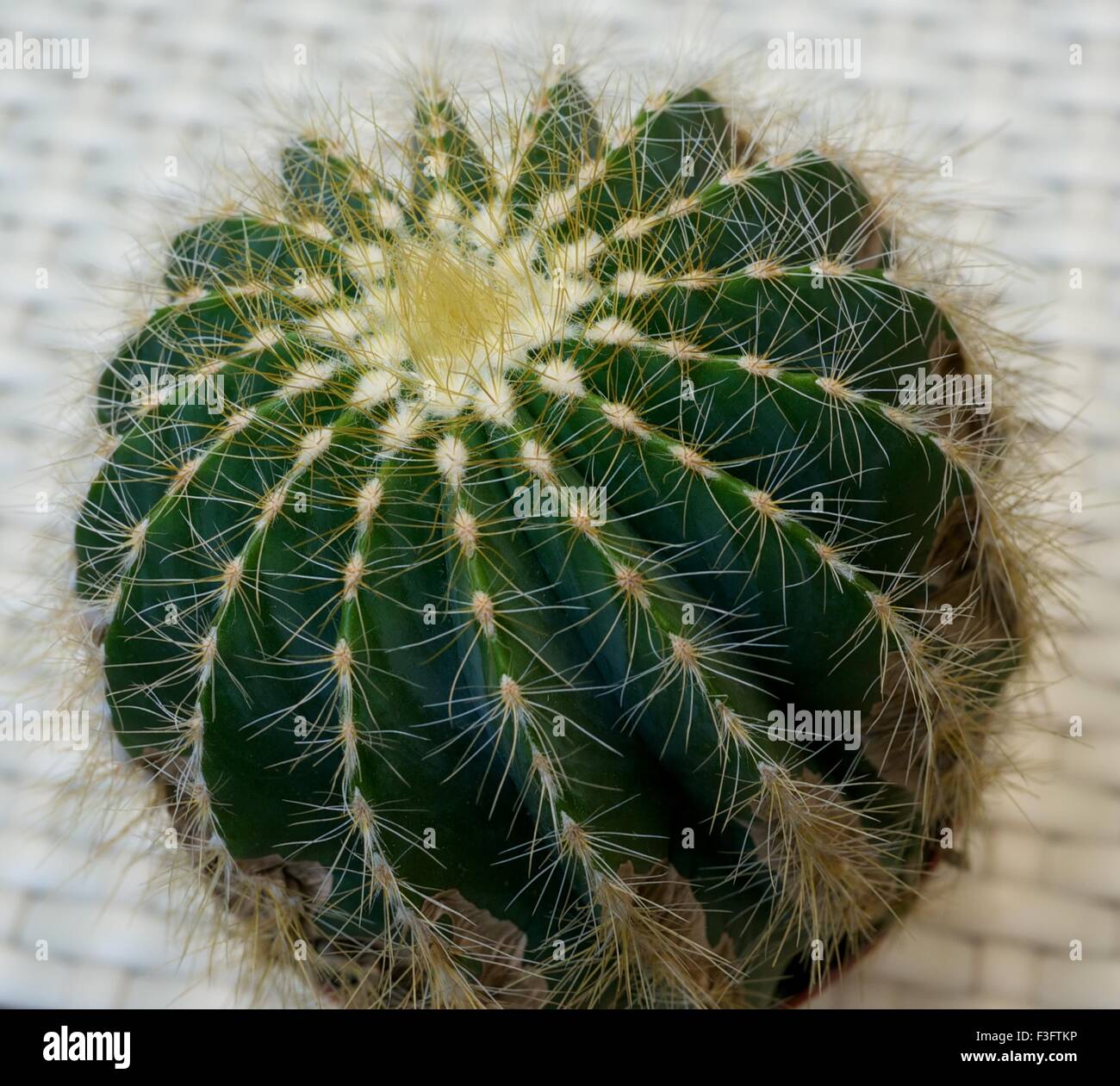 Round cactus Stock Photo - Alamy