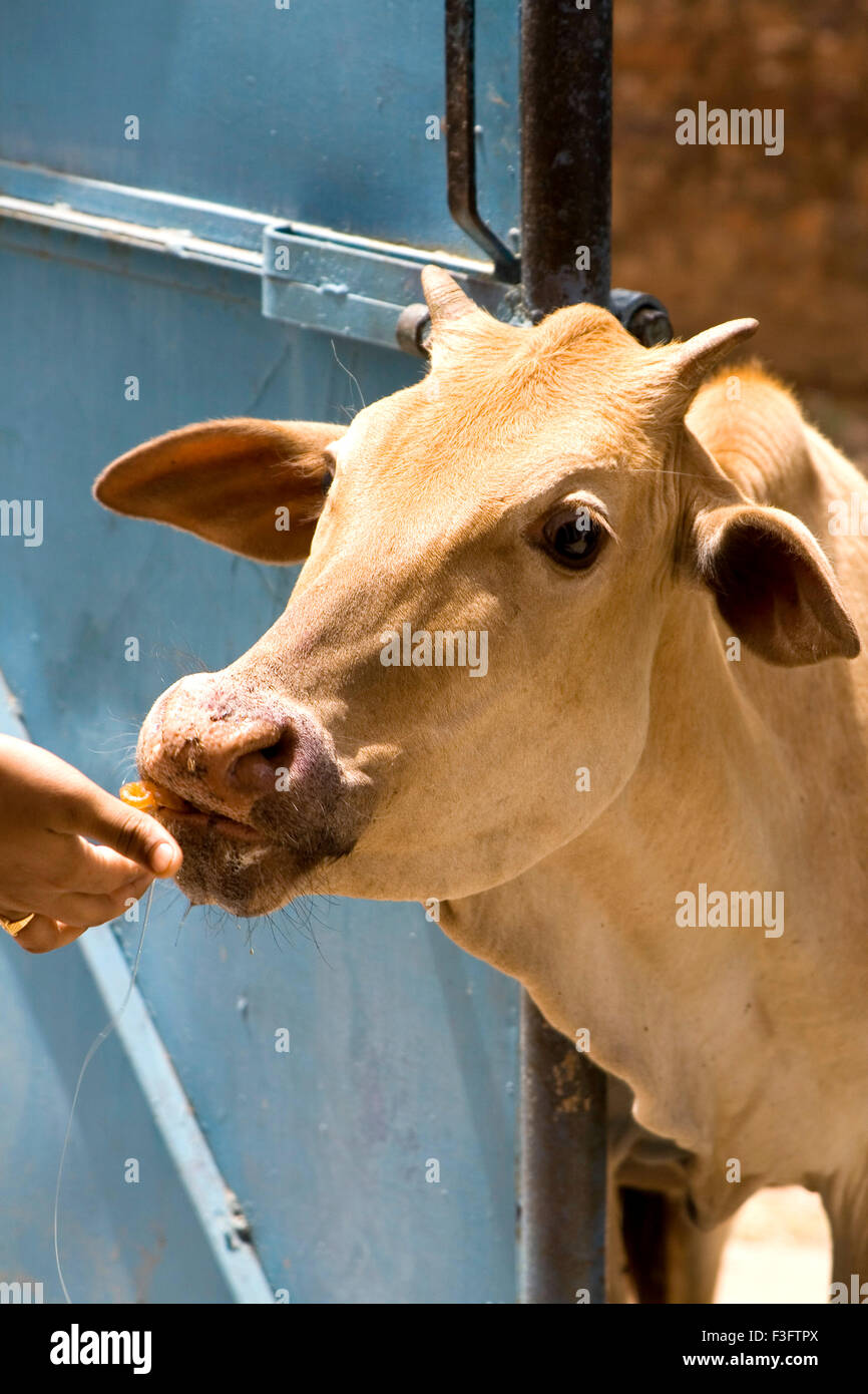 hand feeding cow ; India ; Asia Stock Photo - Alamy