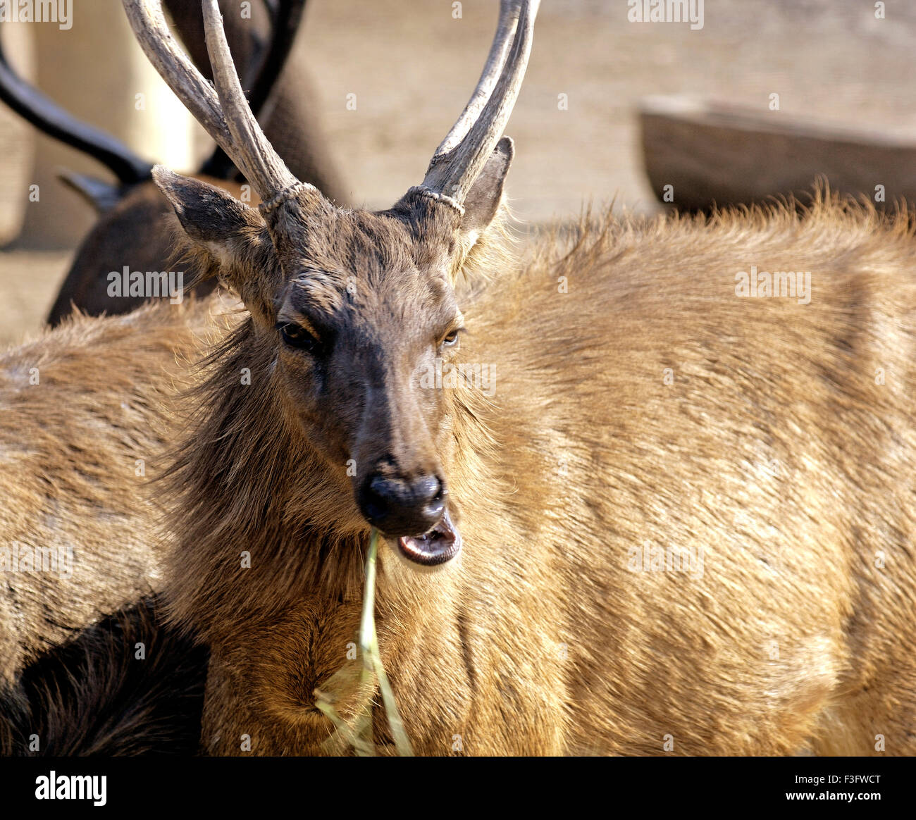 One Swamp Deer (Cervus duvauceli) Safari world Bangkok ; Thailand ...