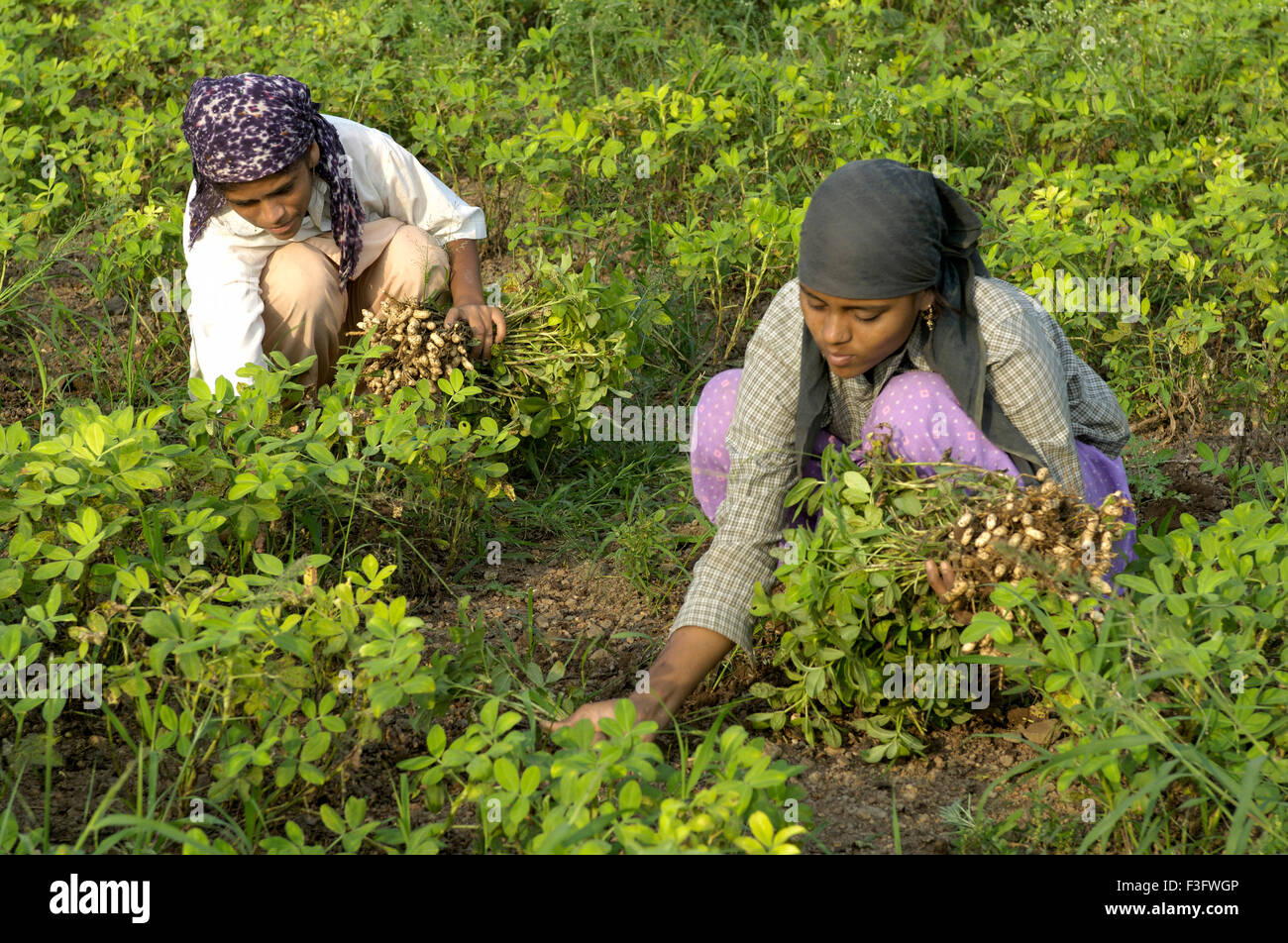 Ground nut crop harvesting at Ralegan Siddhi near Pune ; Maharashtra ...
