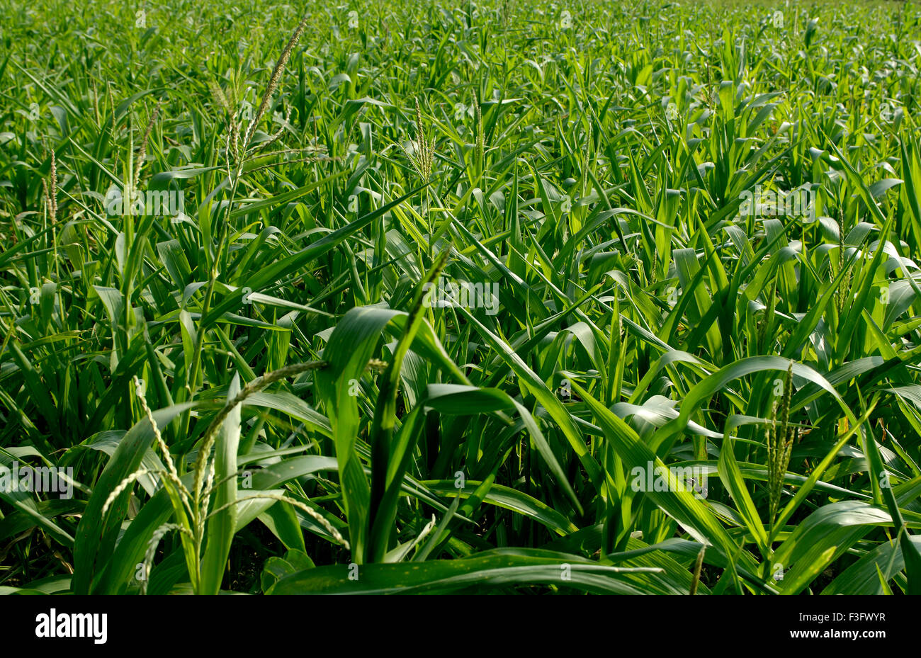 Primary crop hi-res stock photography and images - Alamy
