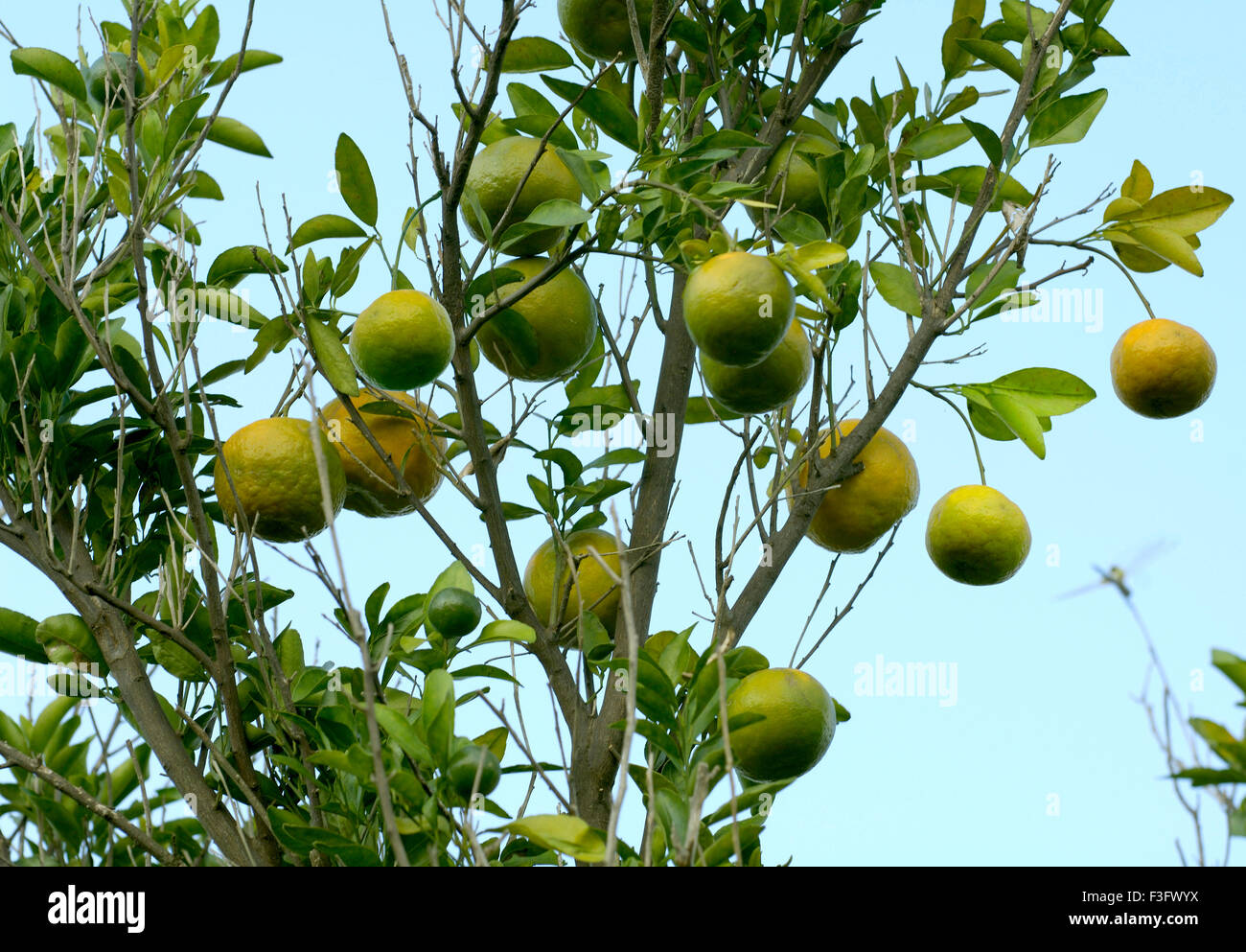 Orange fruits on trees at Ralegan Siddhi near Pune ; Maharashtra ...