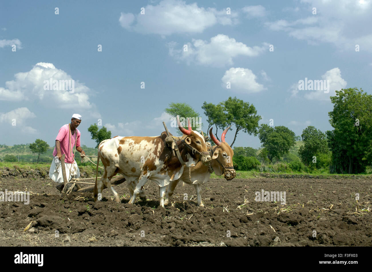 Ploughing of fields with bullocks at Ralegan Siddhi near Pune ...