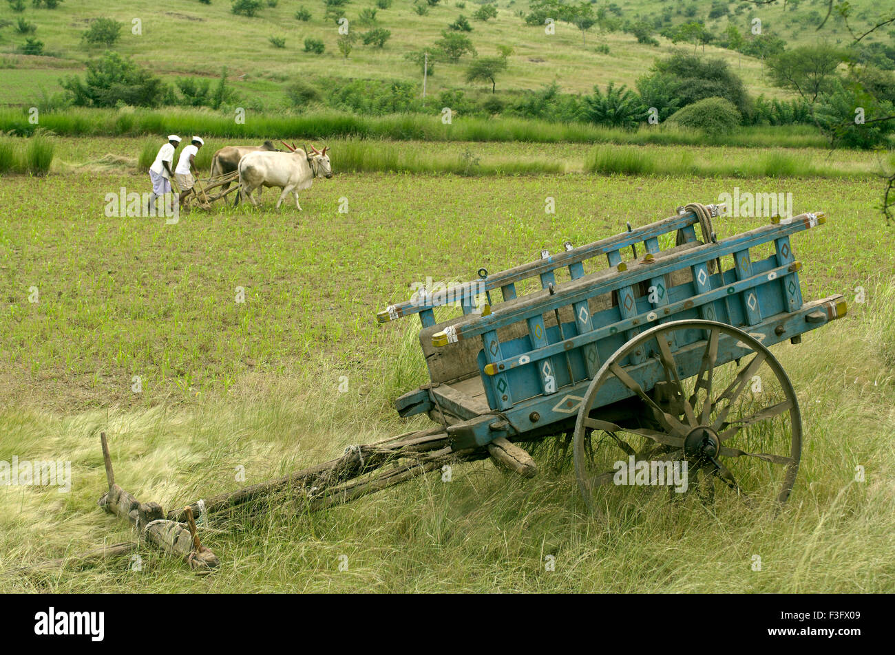 Bullock bullocks ploughing farm hi-res stock photography and images - Alamy