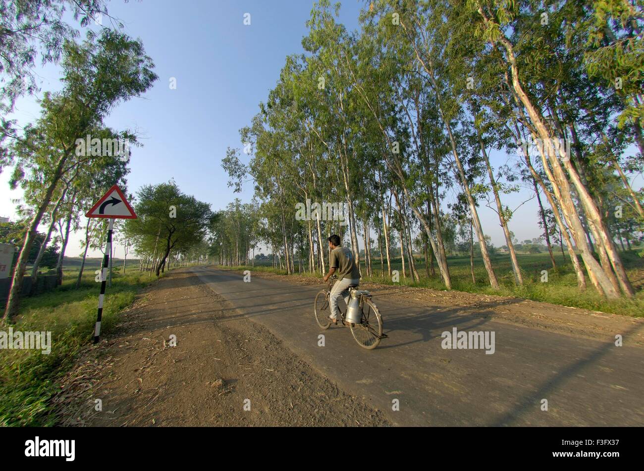 Eucalyptus tree plantation at Ralegan Siddhi near Pune ; Maharashtra ...