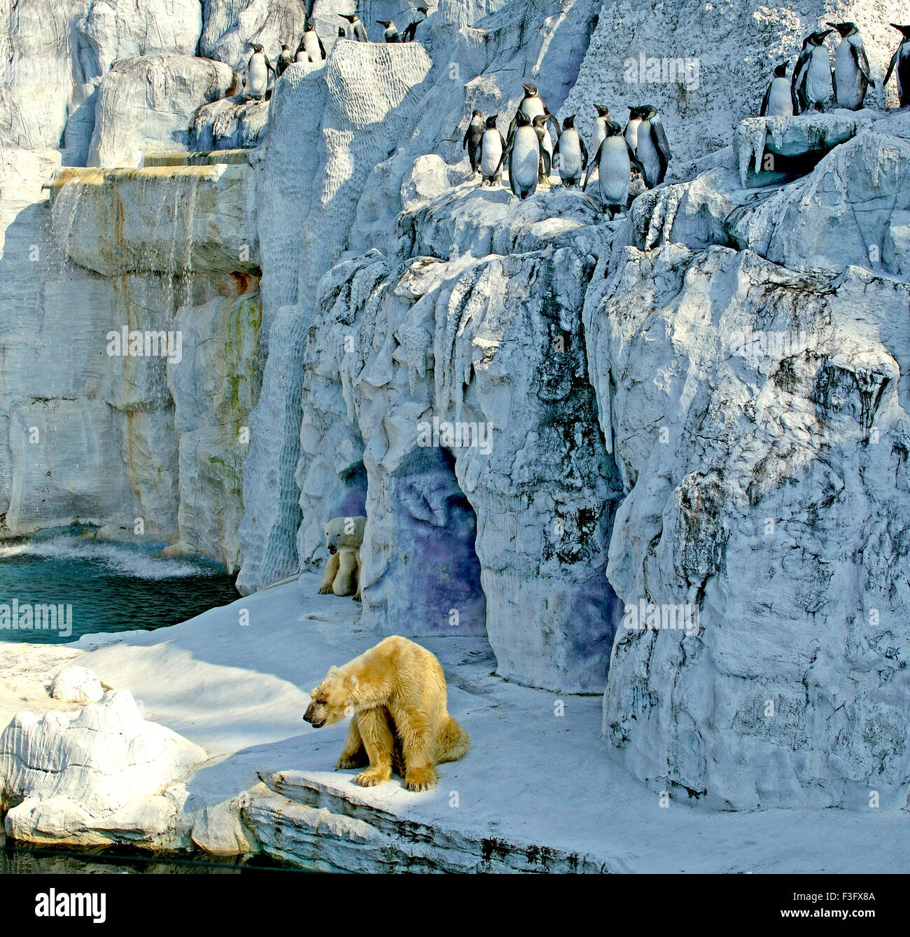 Two Polar Bear s and Penguins Safari world Bangkok ; Thailand ; South ...