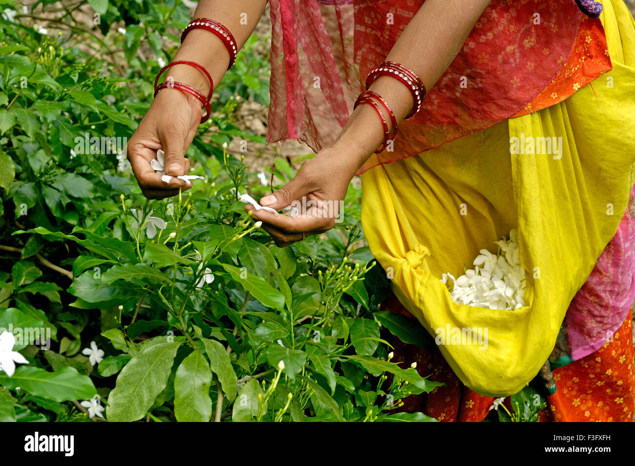 Indian woman plucking jasmine flowers hi-res stock photography and ...