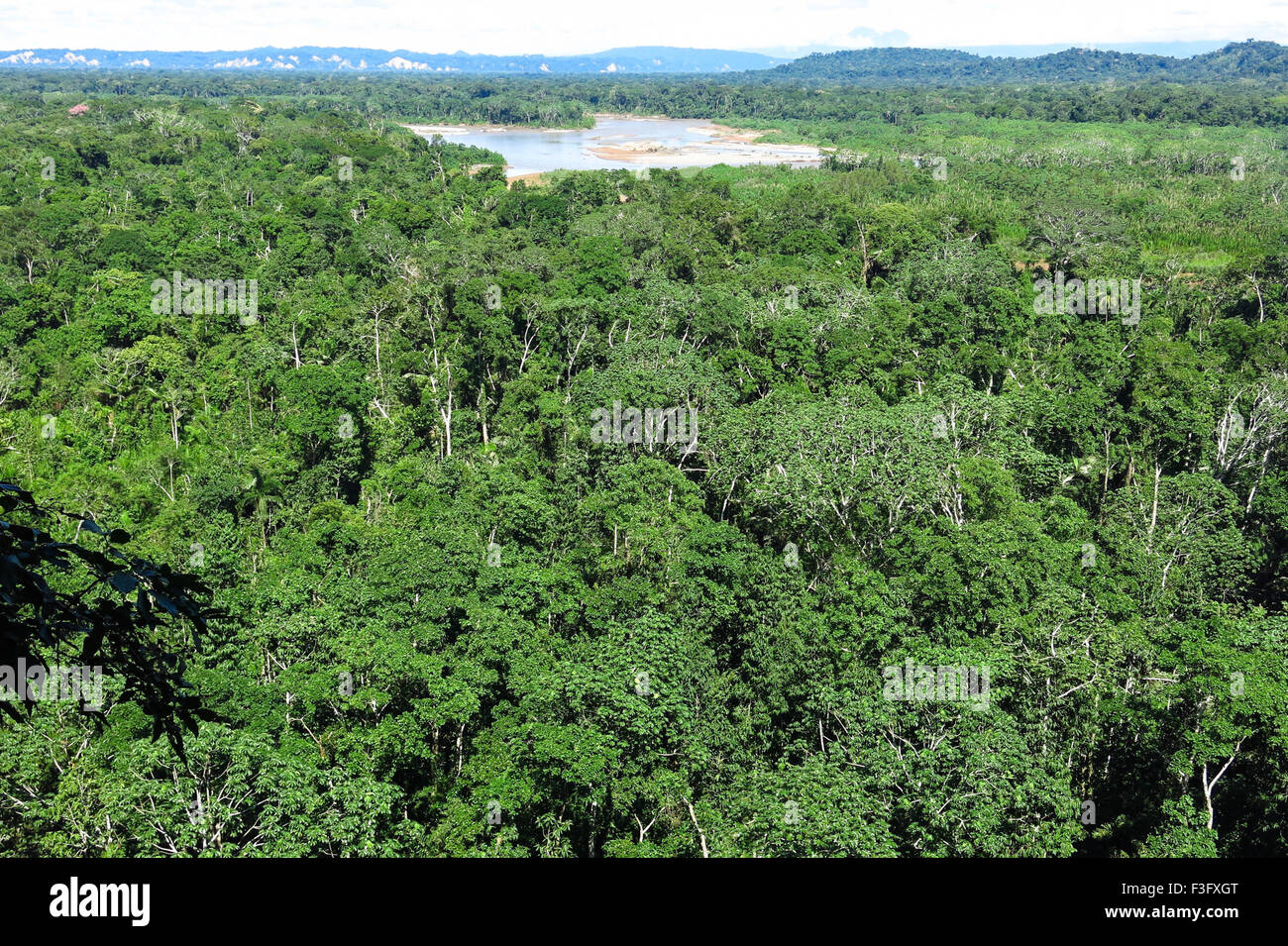 Amazon forest hi-res stock photography and images - Alamy