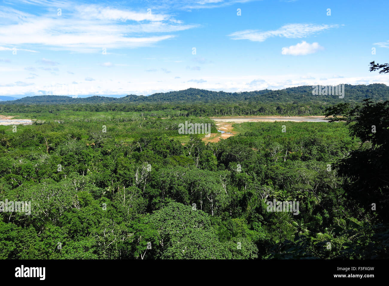 Amazon forest in the Madidi National Park, Bolivia Stock Photo - Alamy