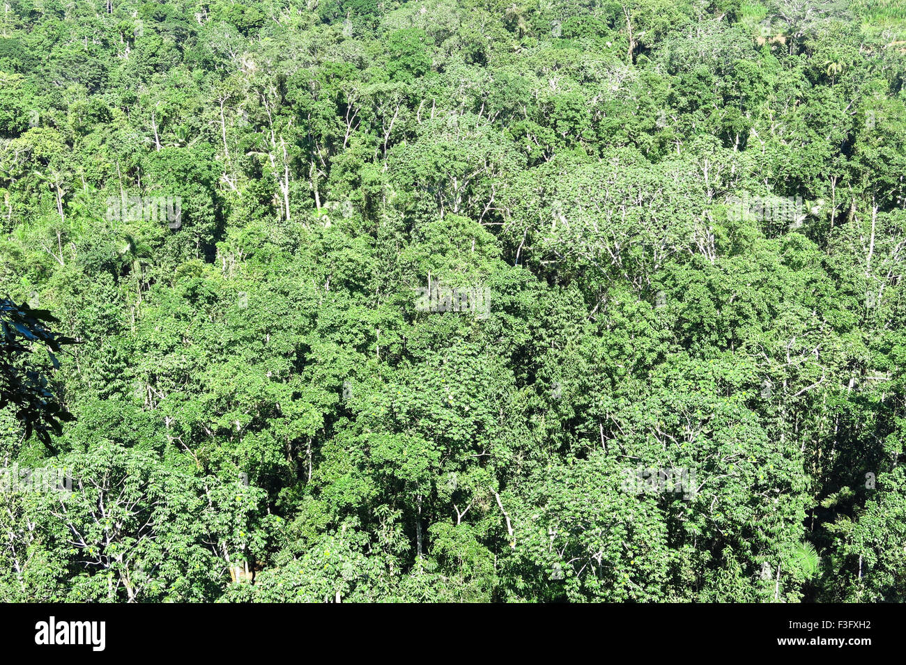 Amazon forest in the Madidi National Park, Bolivia Stock Photo - Alamy