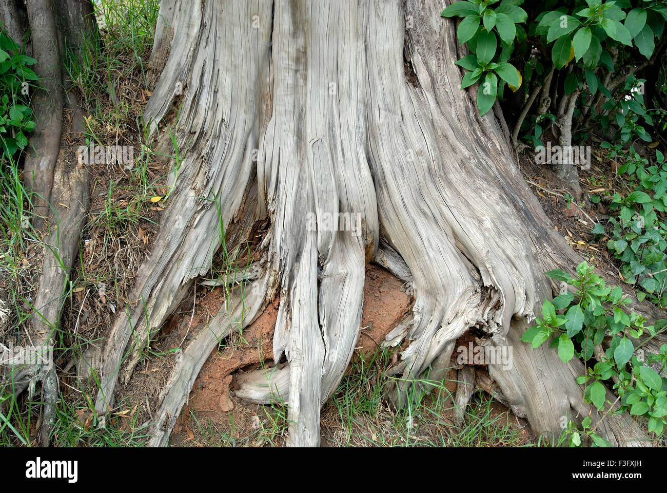 Tree trunk bark roots, India, Asia Stock Photo - Alamy