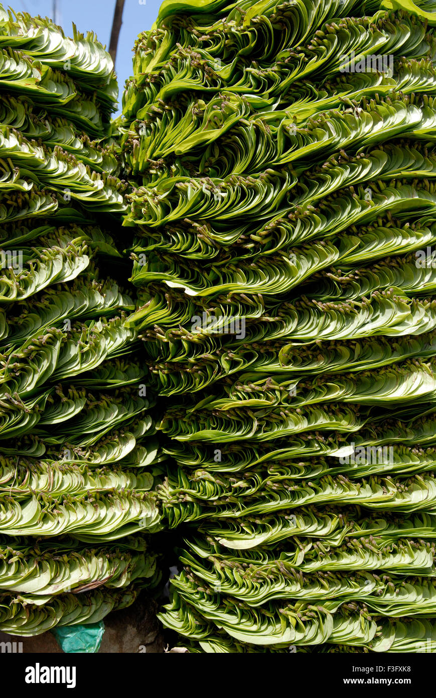 Betel Piper beetle Linn is a spice whose leaves have medicinal ...