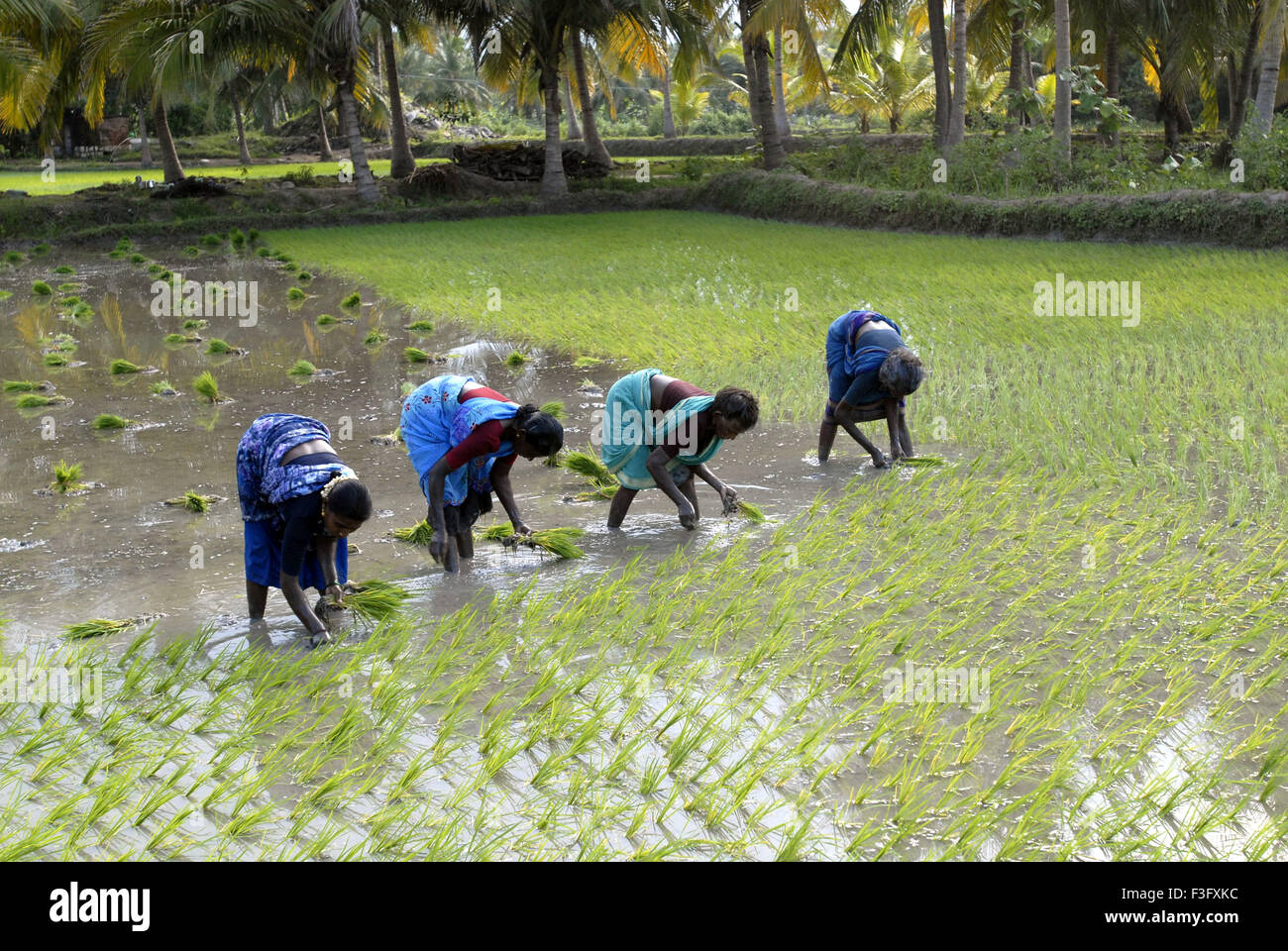 Women labourer working in field ; Tamil Nadu ; India Stock Photo - Alamy