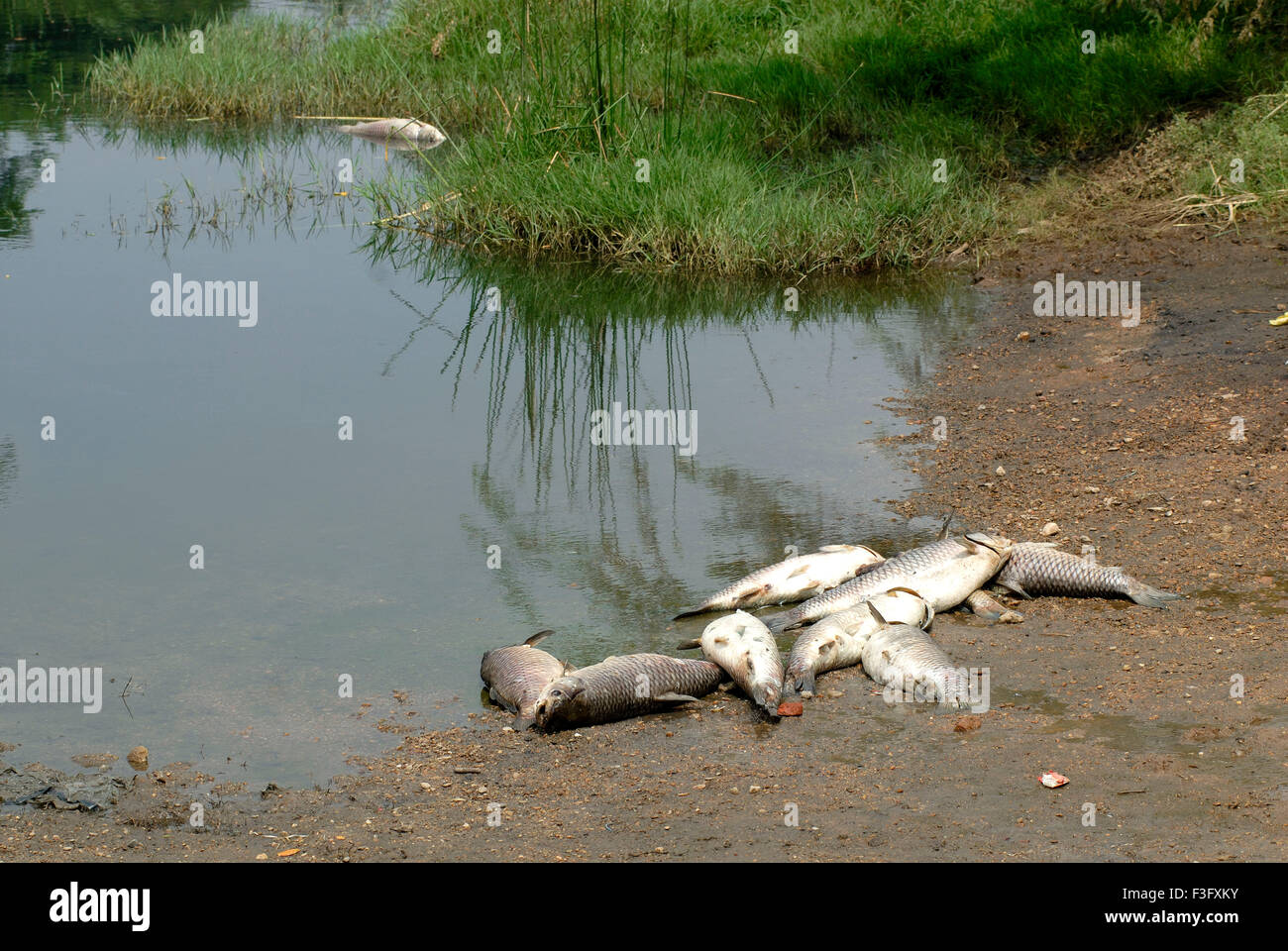 Noyyal river hi-res stock photography and images - Alamy