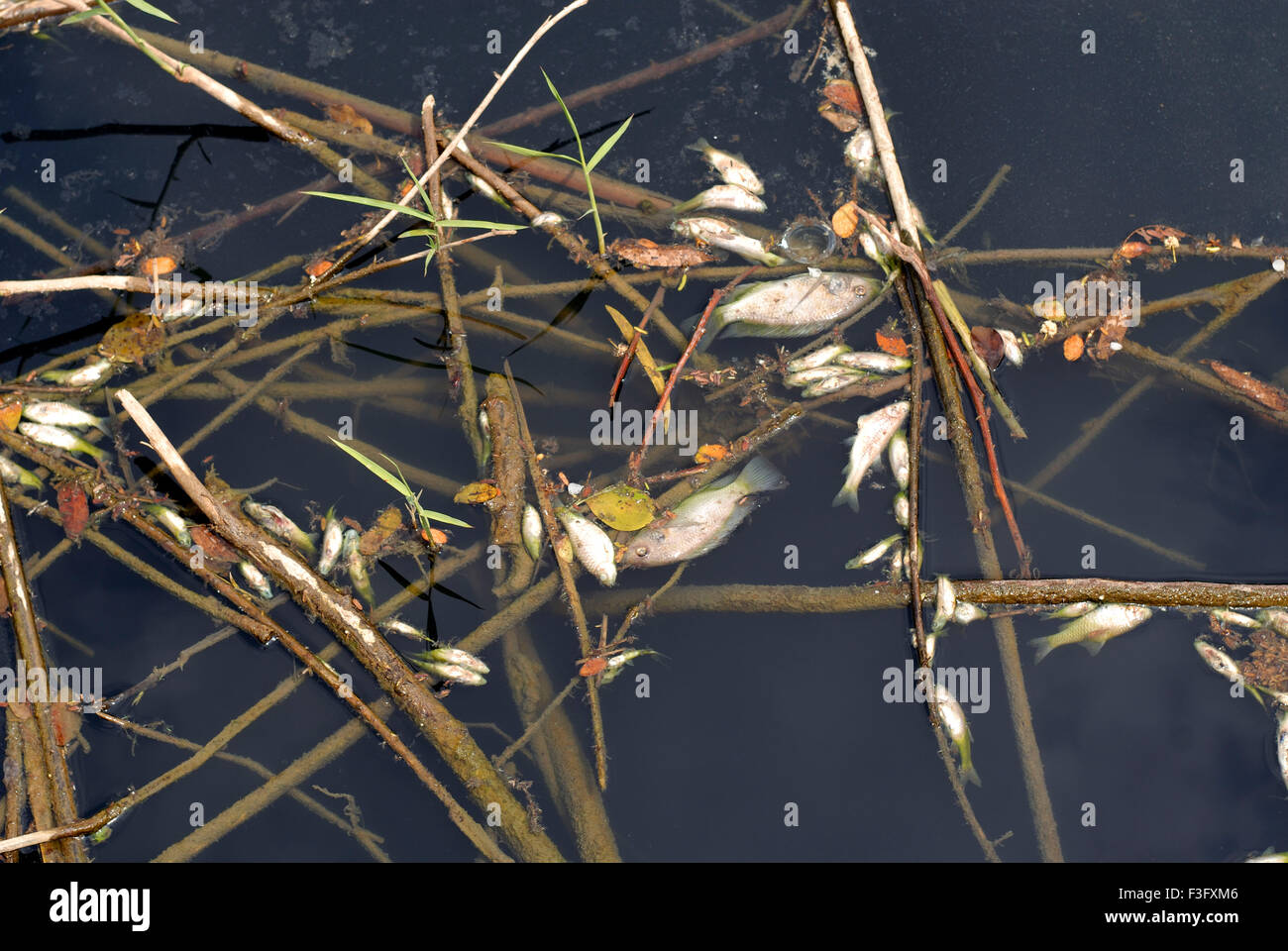 Noyyal river hi-res stock photography and images - Alamy
