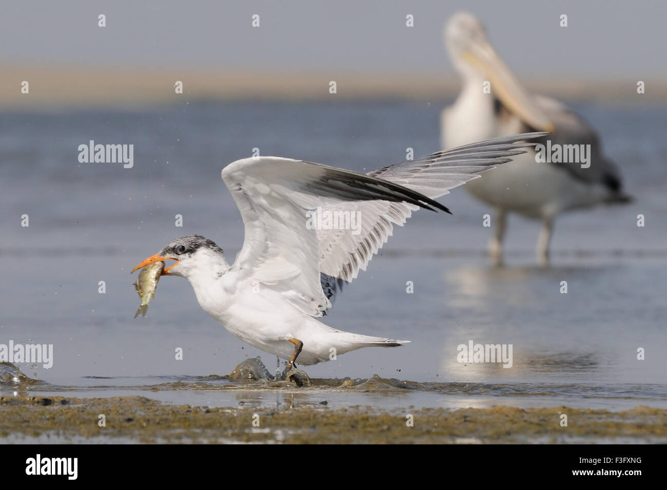 Young Caspian Tern with a fish Stock Photo - Alamy