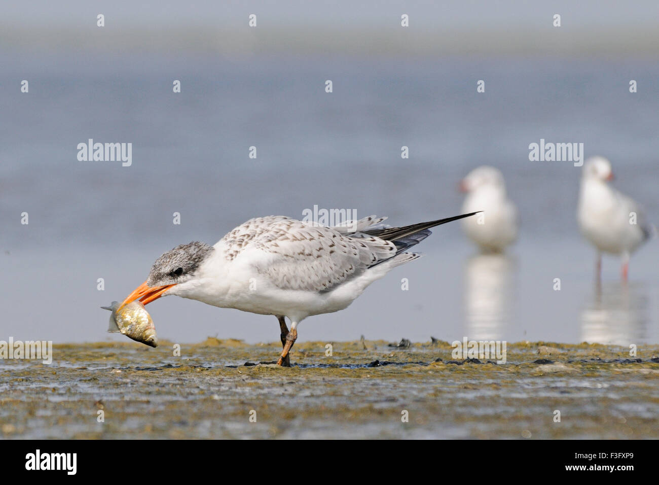 Young Caspian Tern with a fish Stock Photo - Alamy