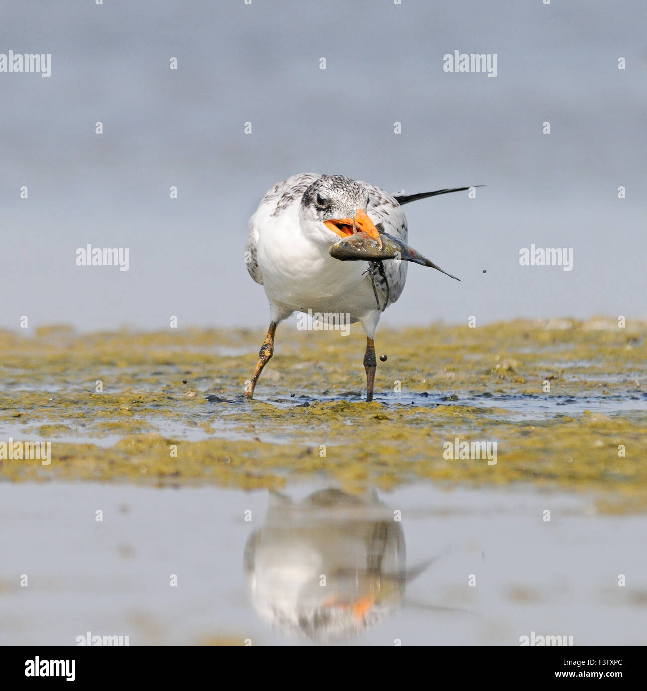 Young Caspian Tern with a fish Stock Photo - Alamy