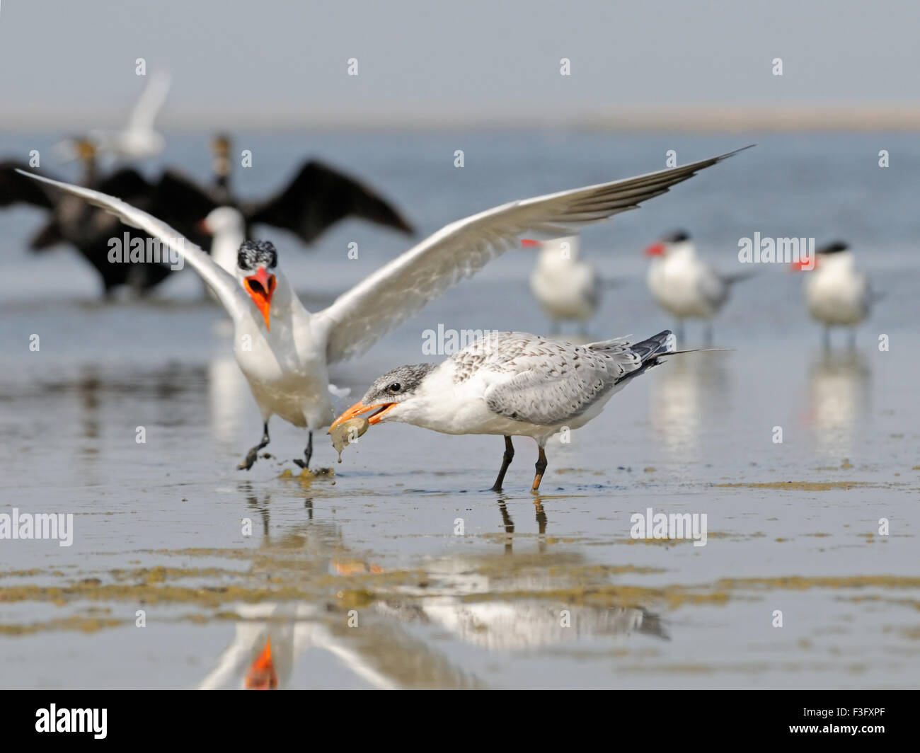 Caspian Tern (Hydroprogne caspia, Sterna caspia) feeds baby bird at ...