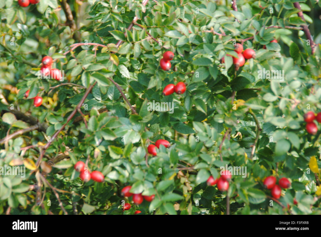 Plant More Trees High Resolution Stock Photography and Images - Alamy