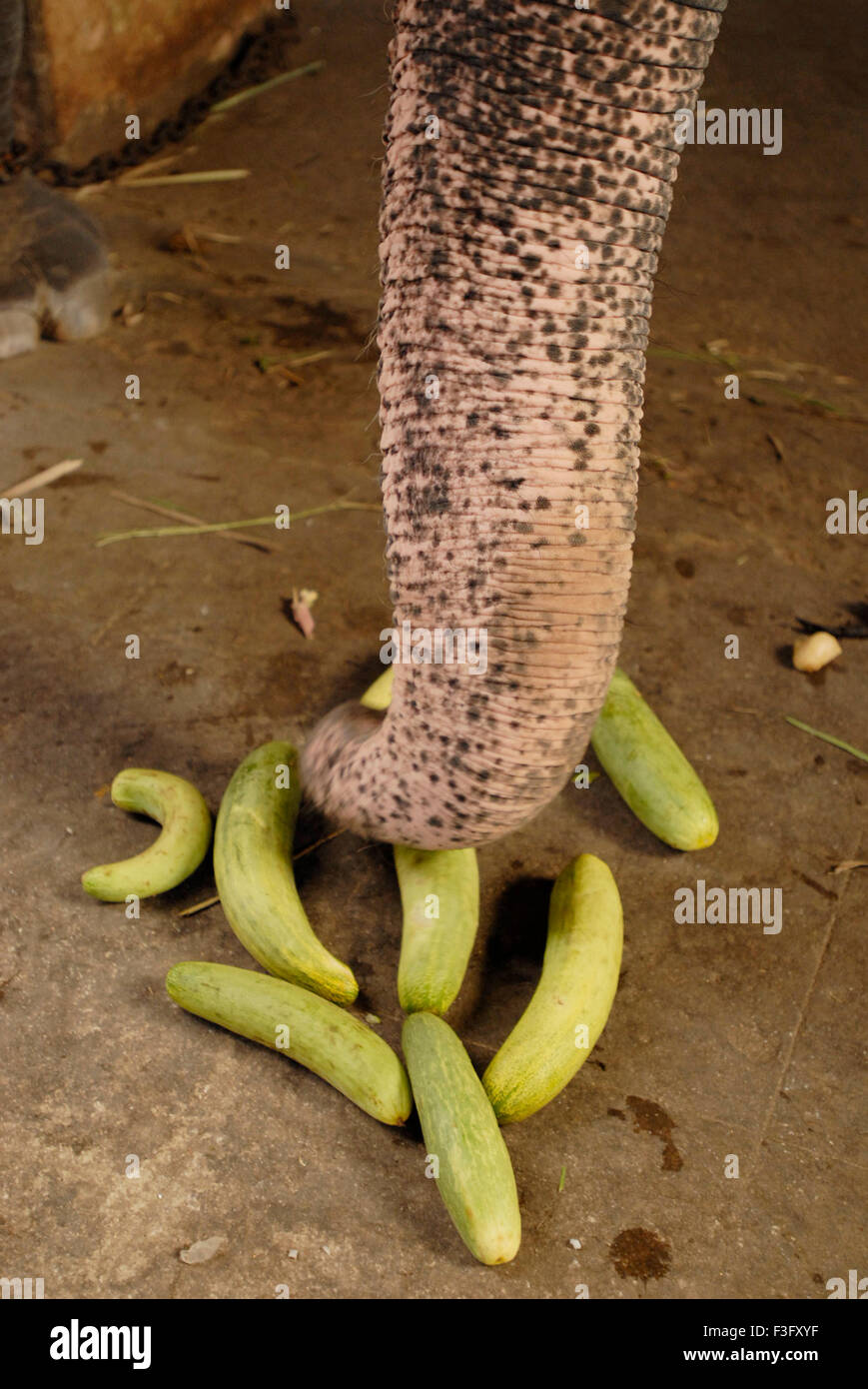 Temple elephant eating cucumbers, Arulmigu Swaminatha Swamy Temple ...
