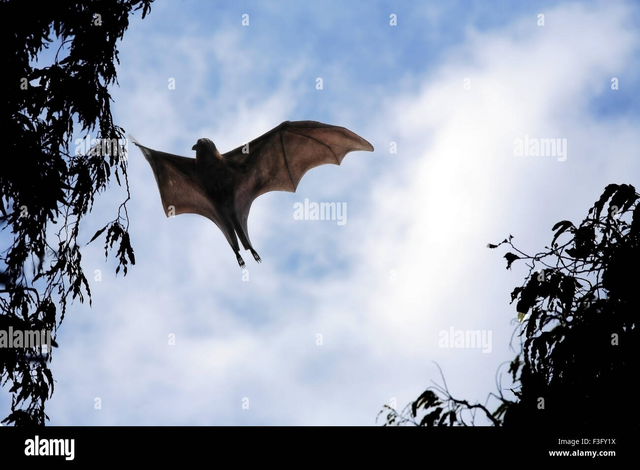 Indian flying fox found in district Bhuj ; Kutch ; Gujarat ; India ...