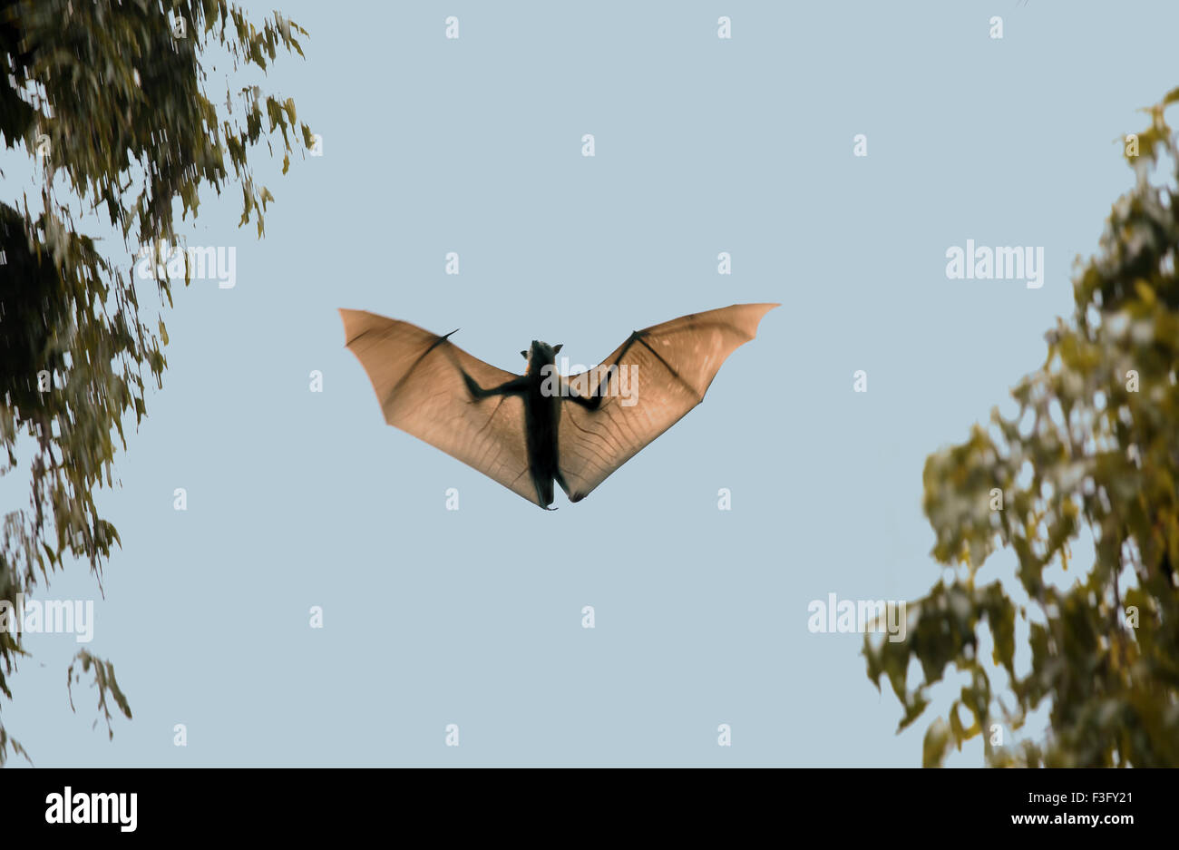 Indian flying fox found in district Bhuj ; Kutch ; Gujarat ; India ...