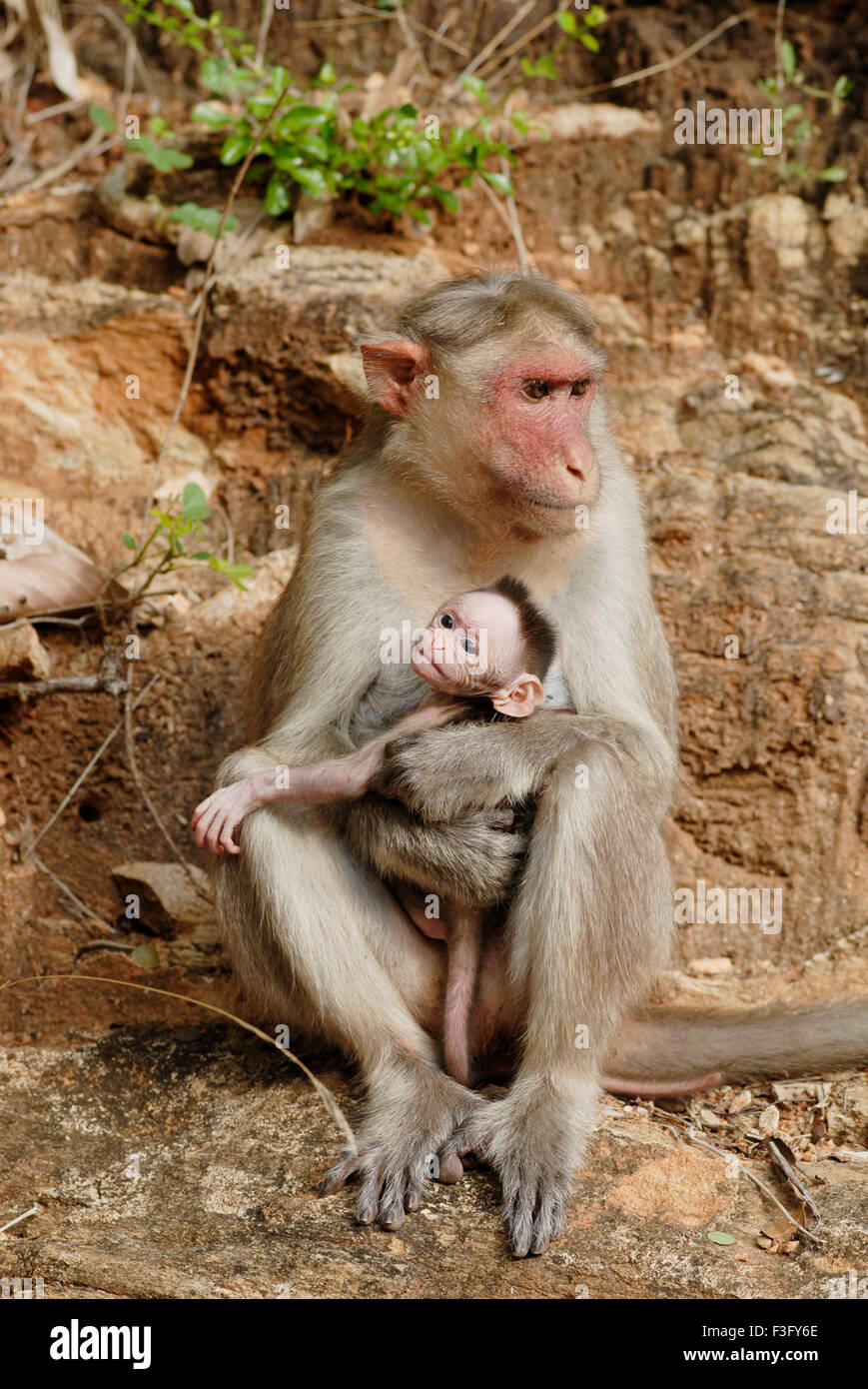 Bonnet monkey with baby on roadside of forested hill ; Palamuthircholai ...
