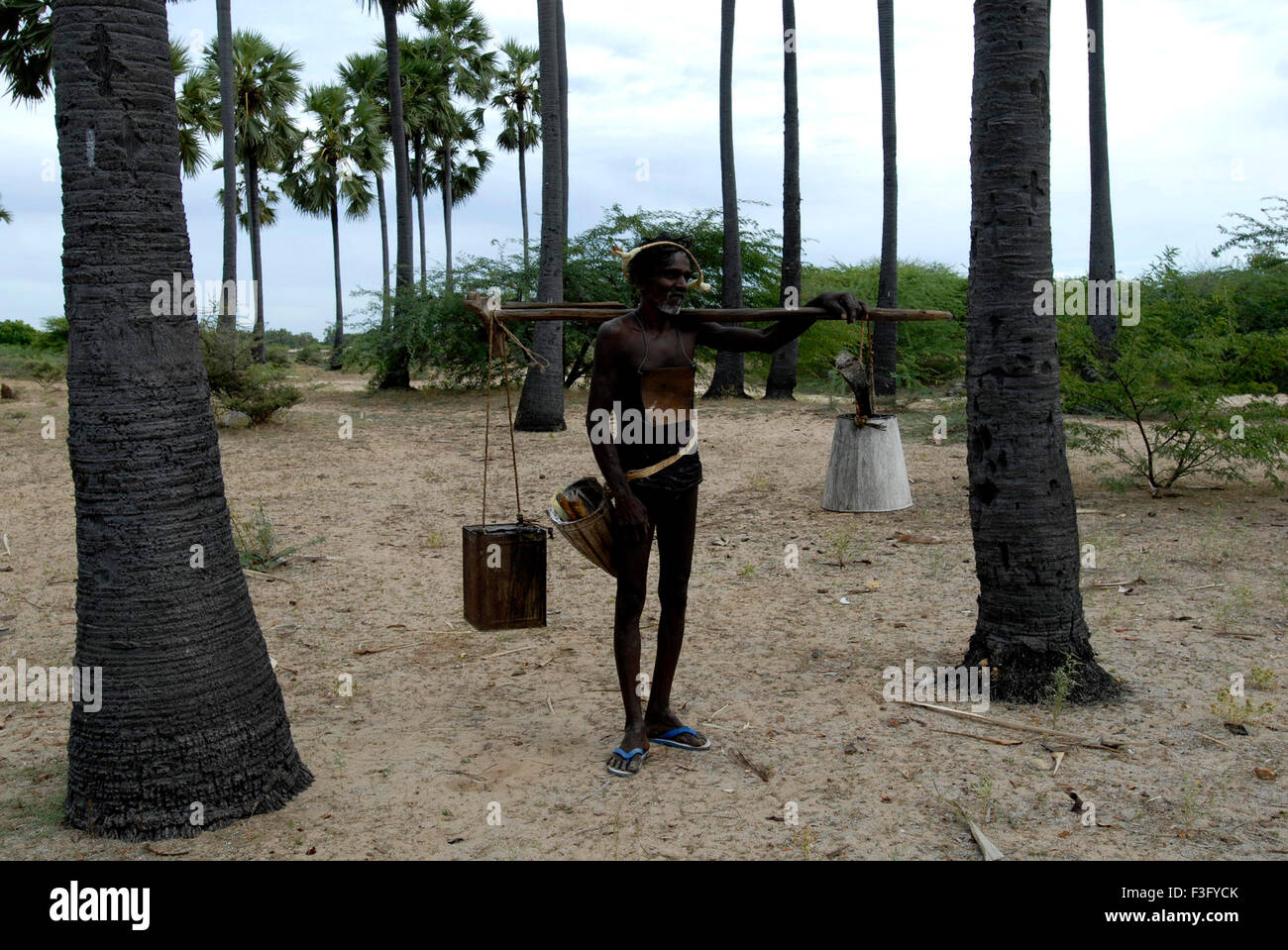 Palm sap collected by tapper near Tiruchendur ; Tamil Nadu ; India ...