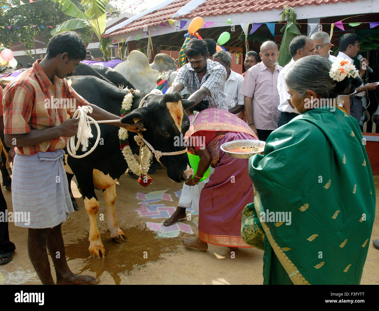 Decorated Cows and bullocks ; farmers celebrating Pongal festival ...