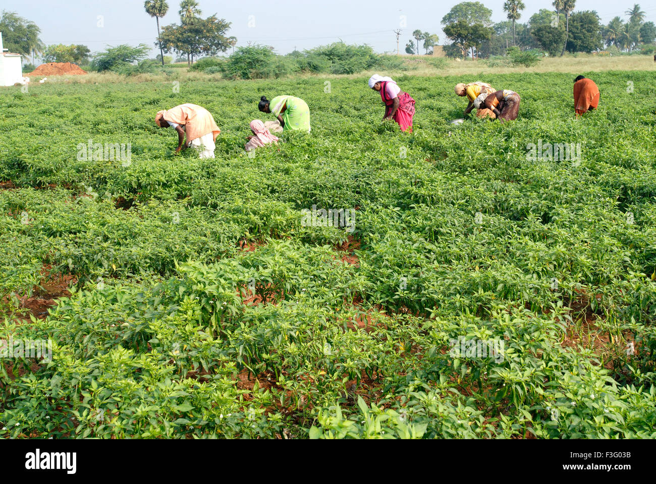 Capsicum (Annuum Linn) cultivation in field ; India Stock Photo - Alamy