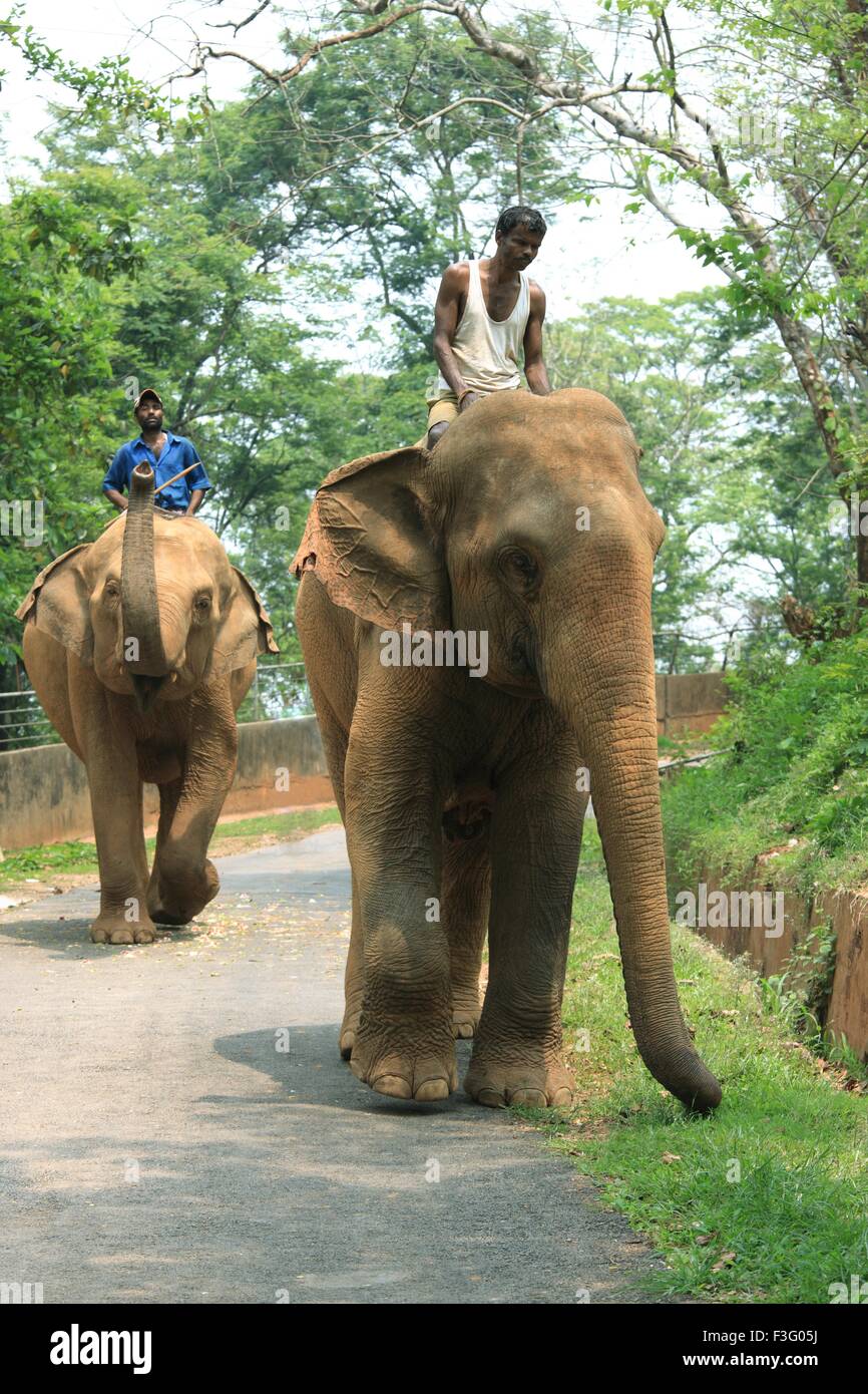 Asiatic Elephant ( Elephas maximus ) from zoo in Guwahati ; Assam ...
