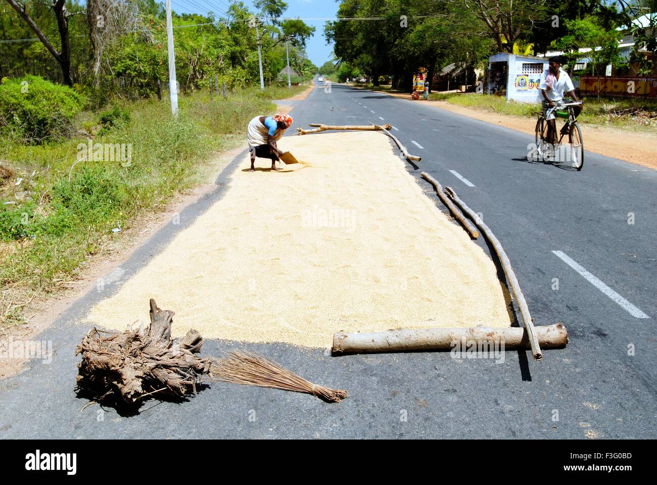Rice paddy drying on road near Vadalur ; Tamil Nadu ; India Stock Photo ...
