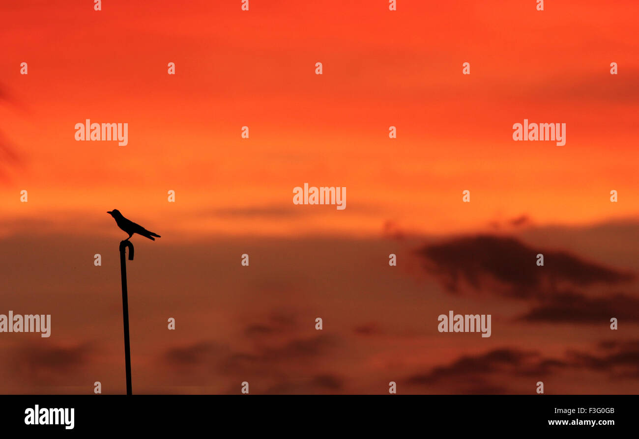crow silhouette sitting on pole at sunset Stock Photo - Alamy