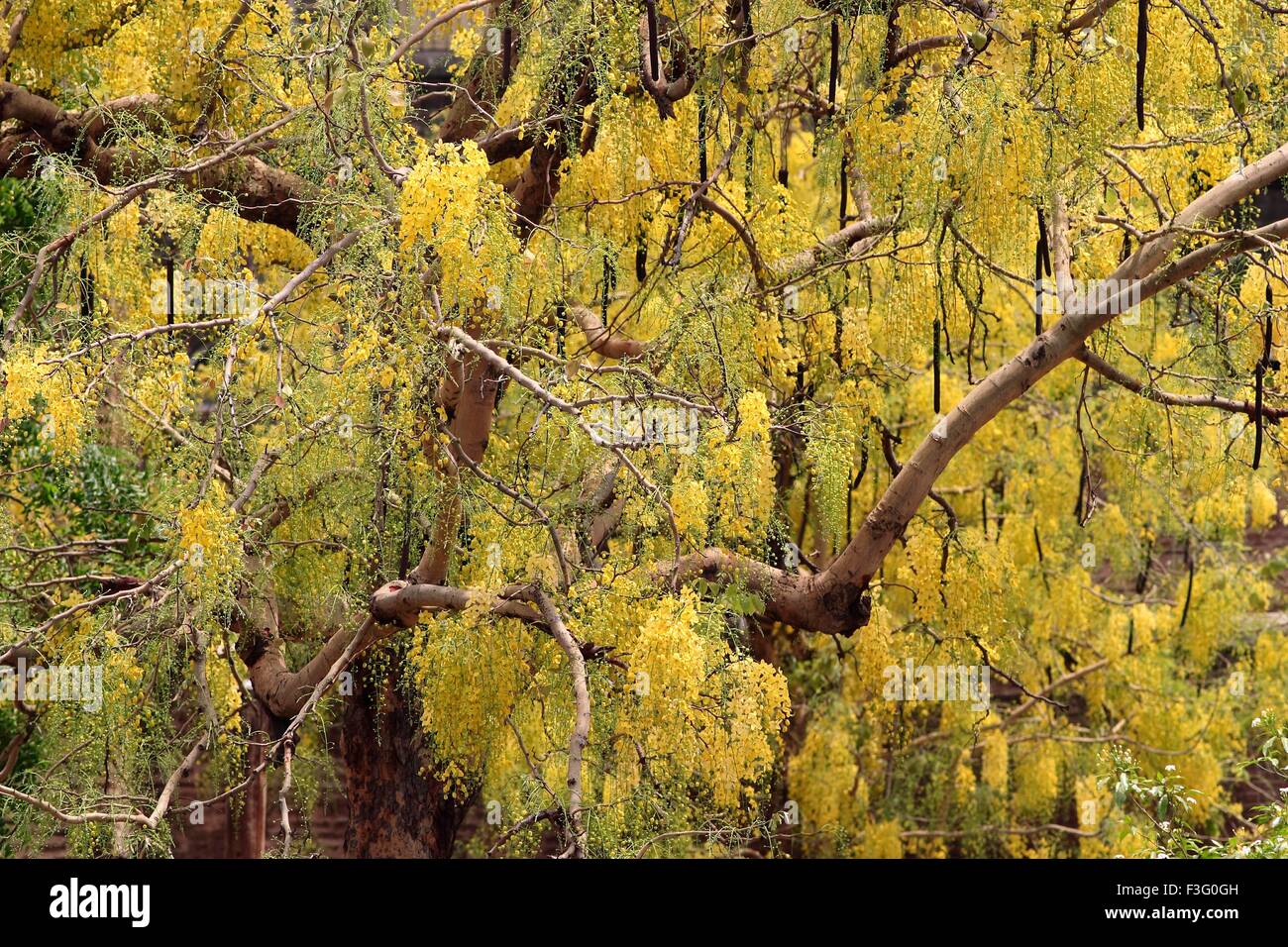 Close ups of tree Stock Photo - Alamy