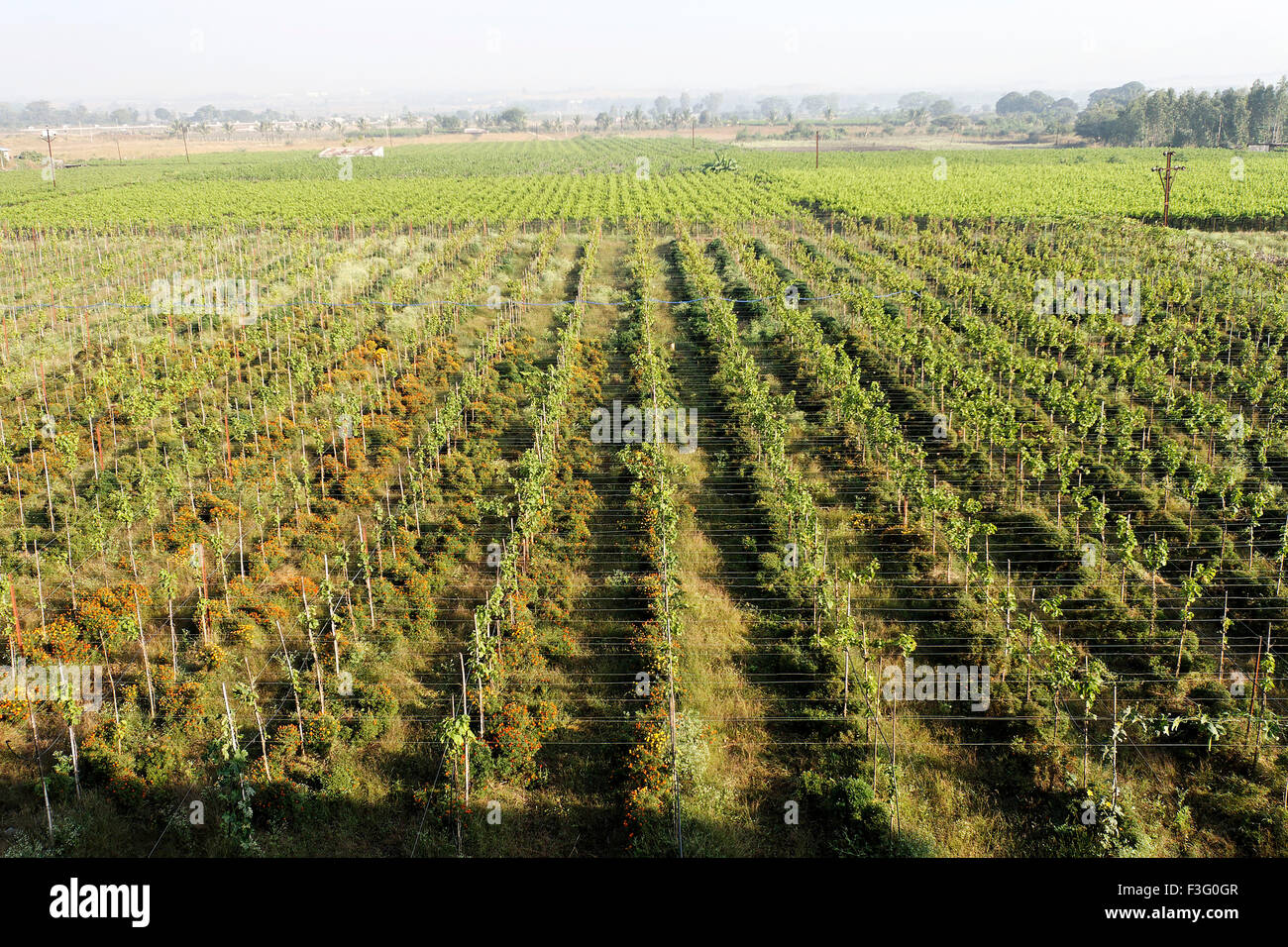 Grape field, vineyard, grape plantation, Nasik, Nashik, Maharashtra ...