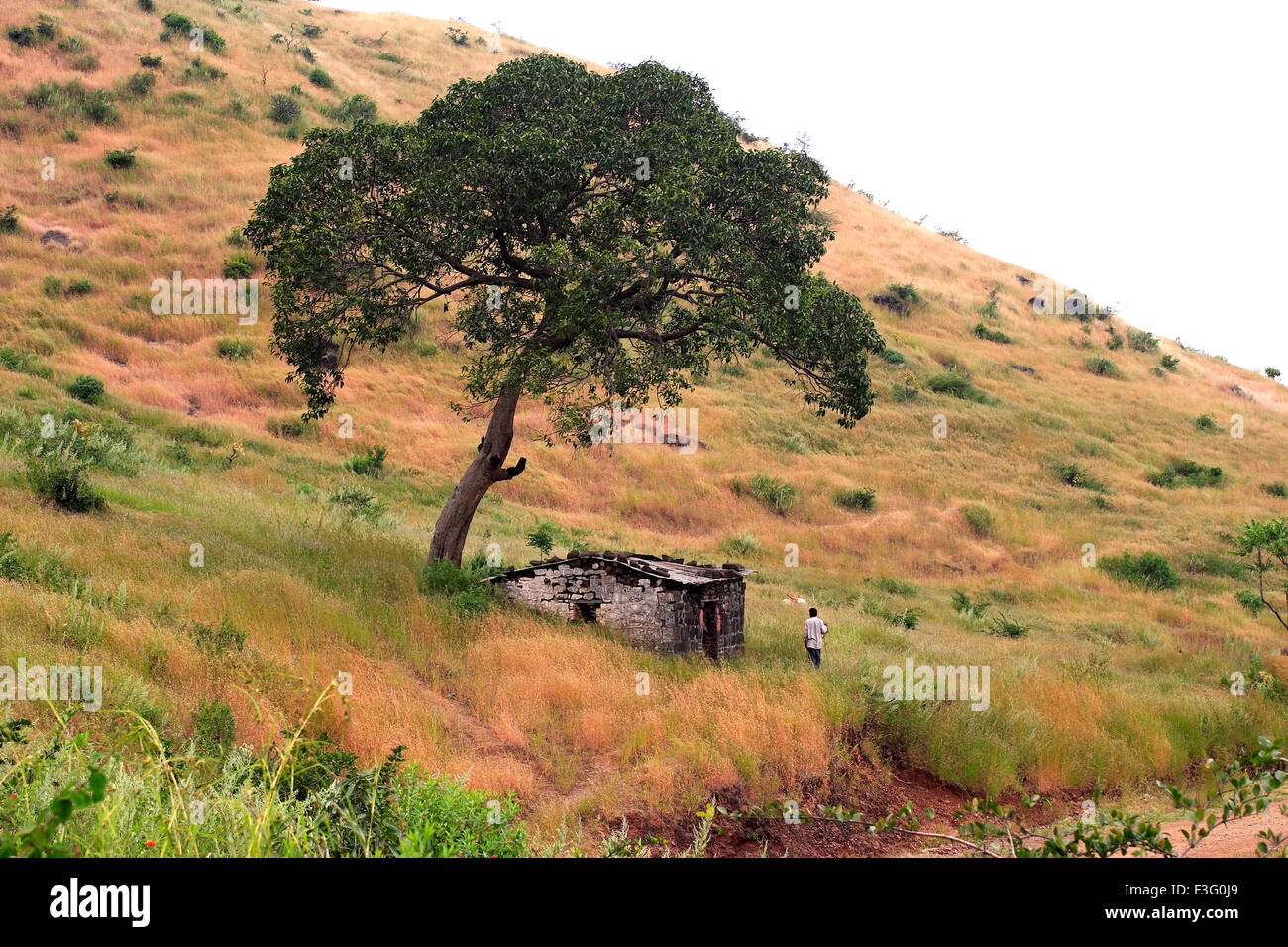 Hut under tree ; India ; Asia Stock Photo - Alamy