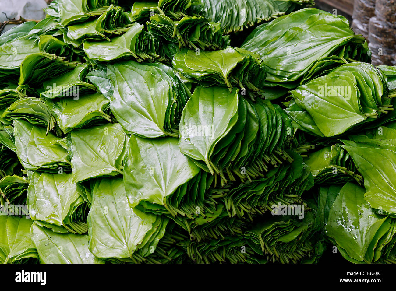 Stack of banarasi pan Stock Photo - Alamy