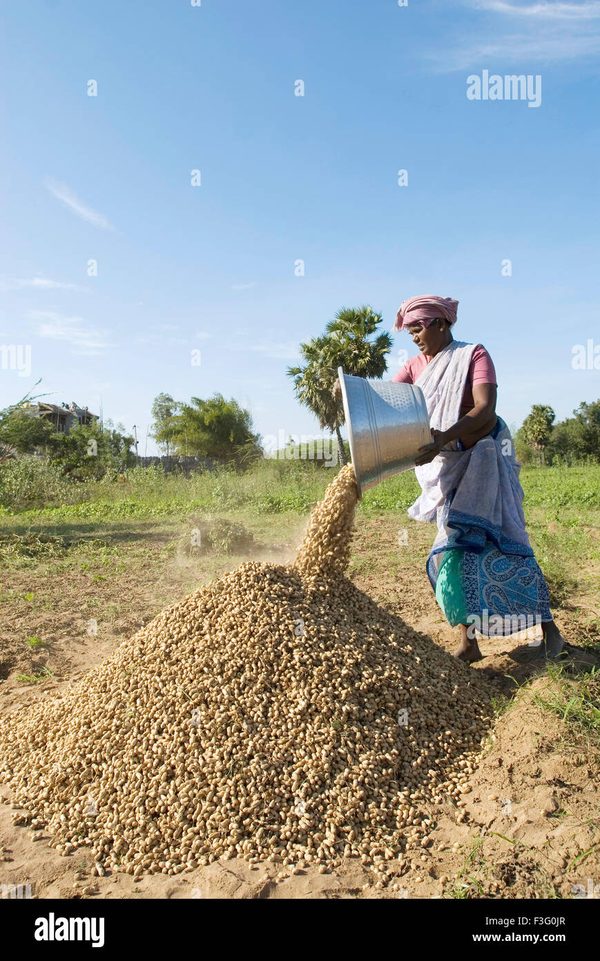 Groundnut Cultivation In Tamil Nadu