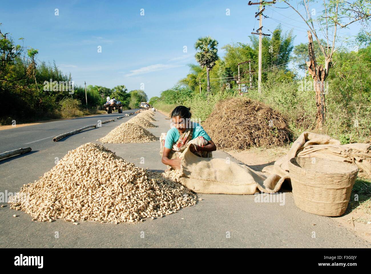 Groundnut drying on road near Gangaikondacholapuram ; Tamil Nadu ...