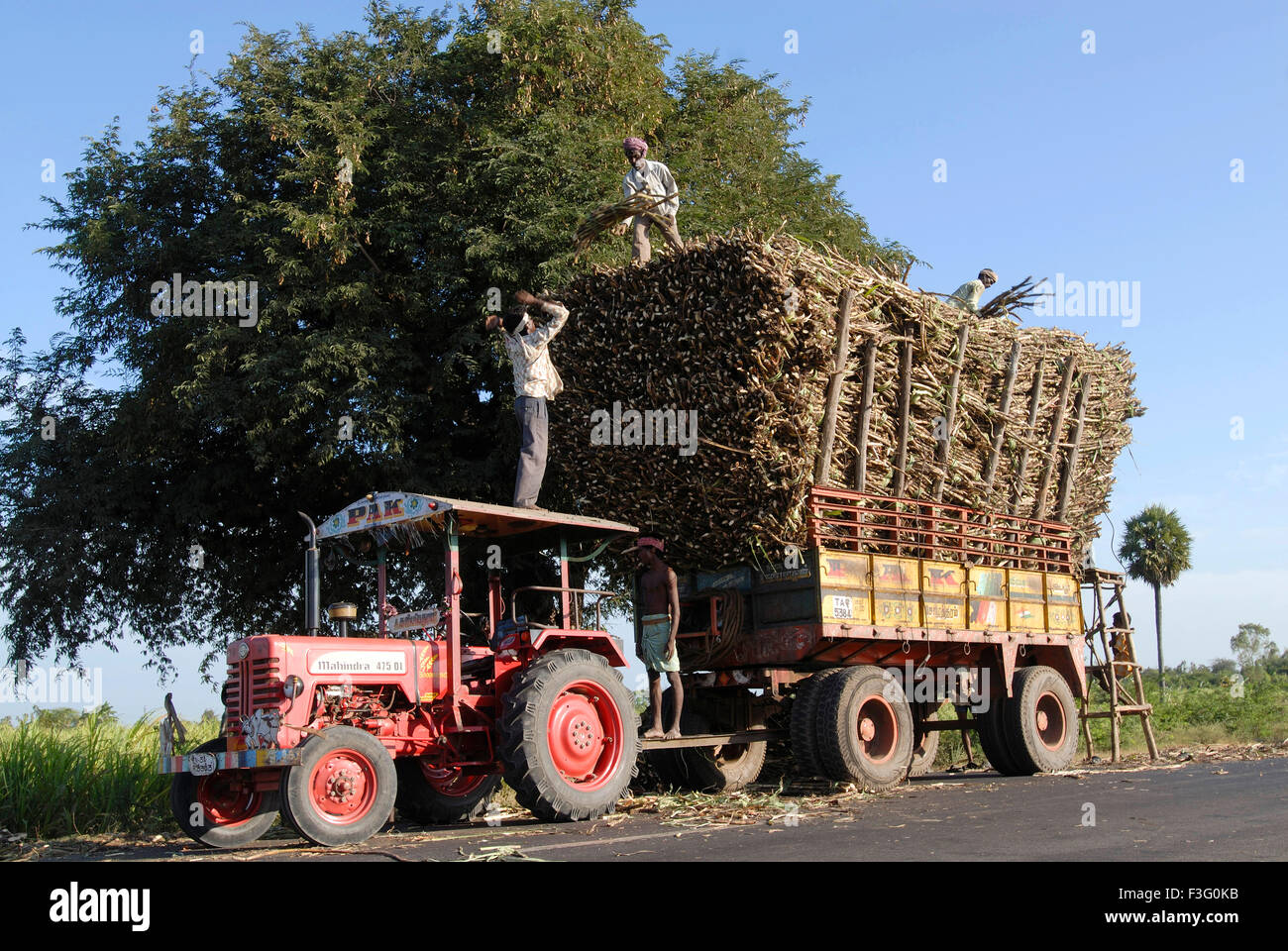 Harvested sugarcane loading on tractor near Vadalur ; Tamil Nadu ...