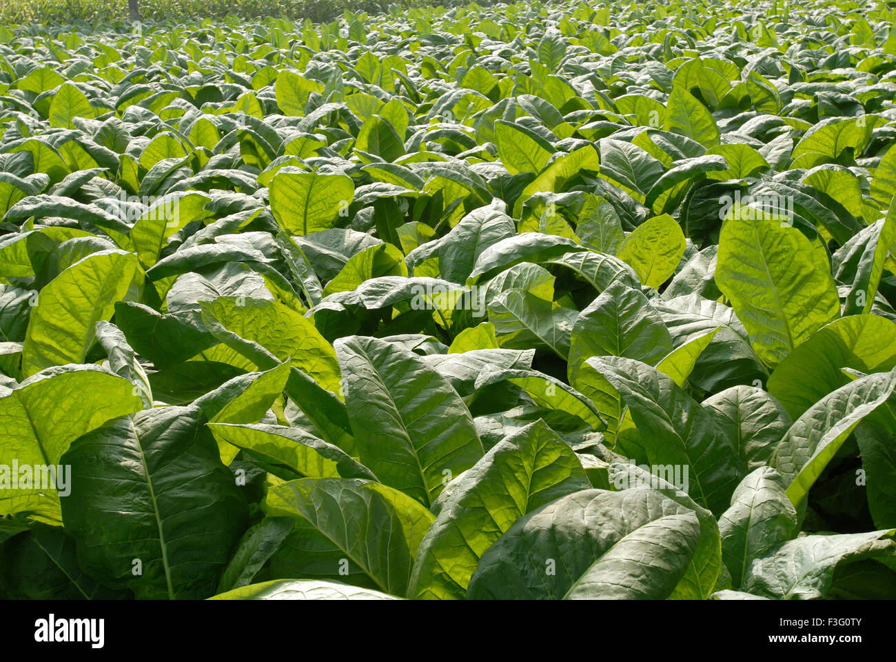 Vegetables farming ; Tamil Nadu ; India Stock Photo - Alamy