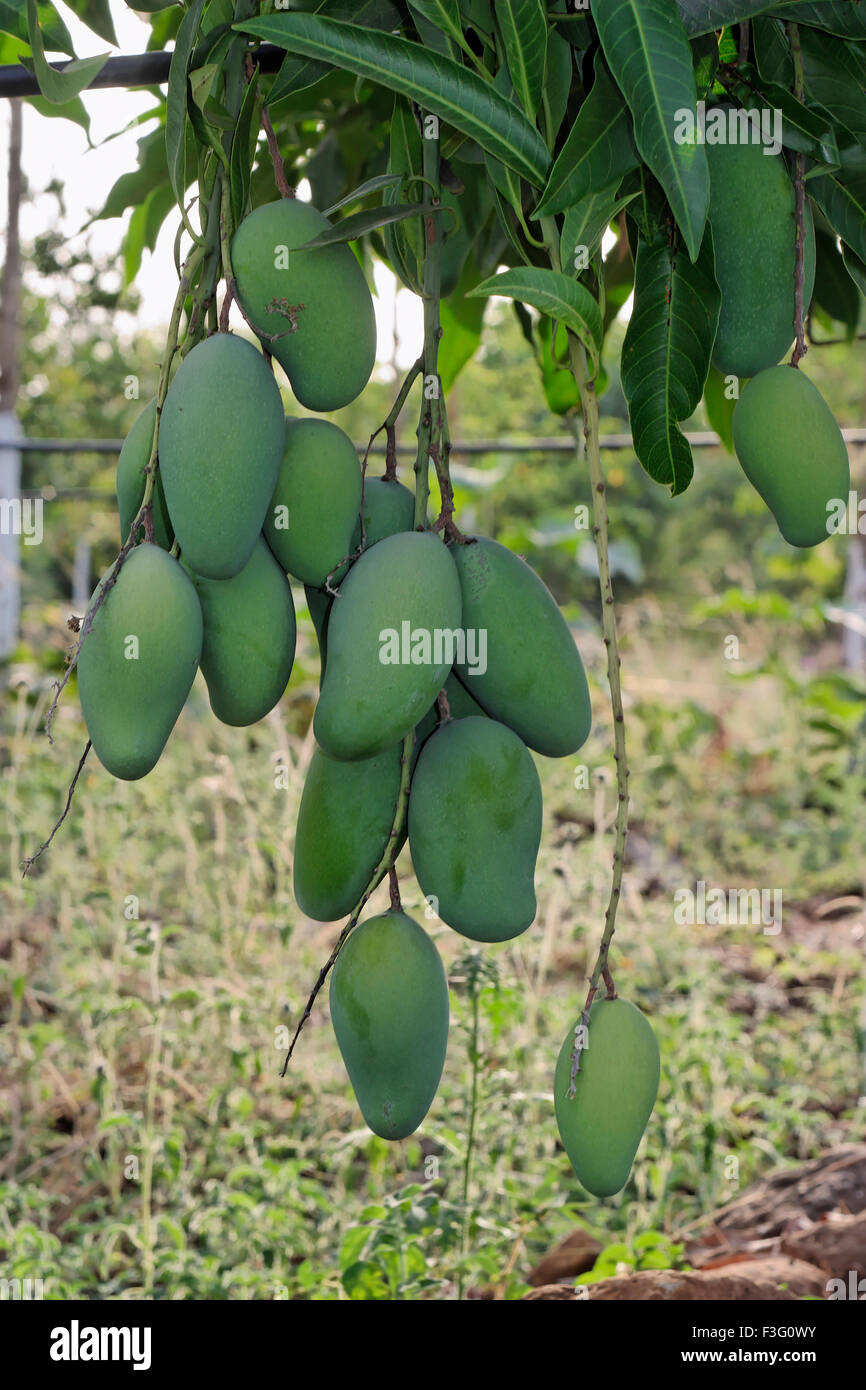 Mango tree ; Mangifera indica ; India ; Asia Stock Photo - Alamy