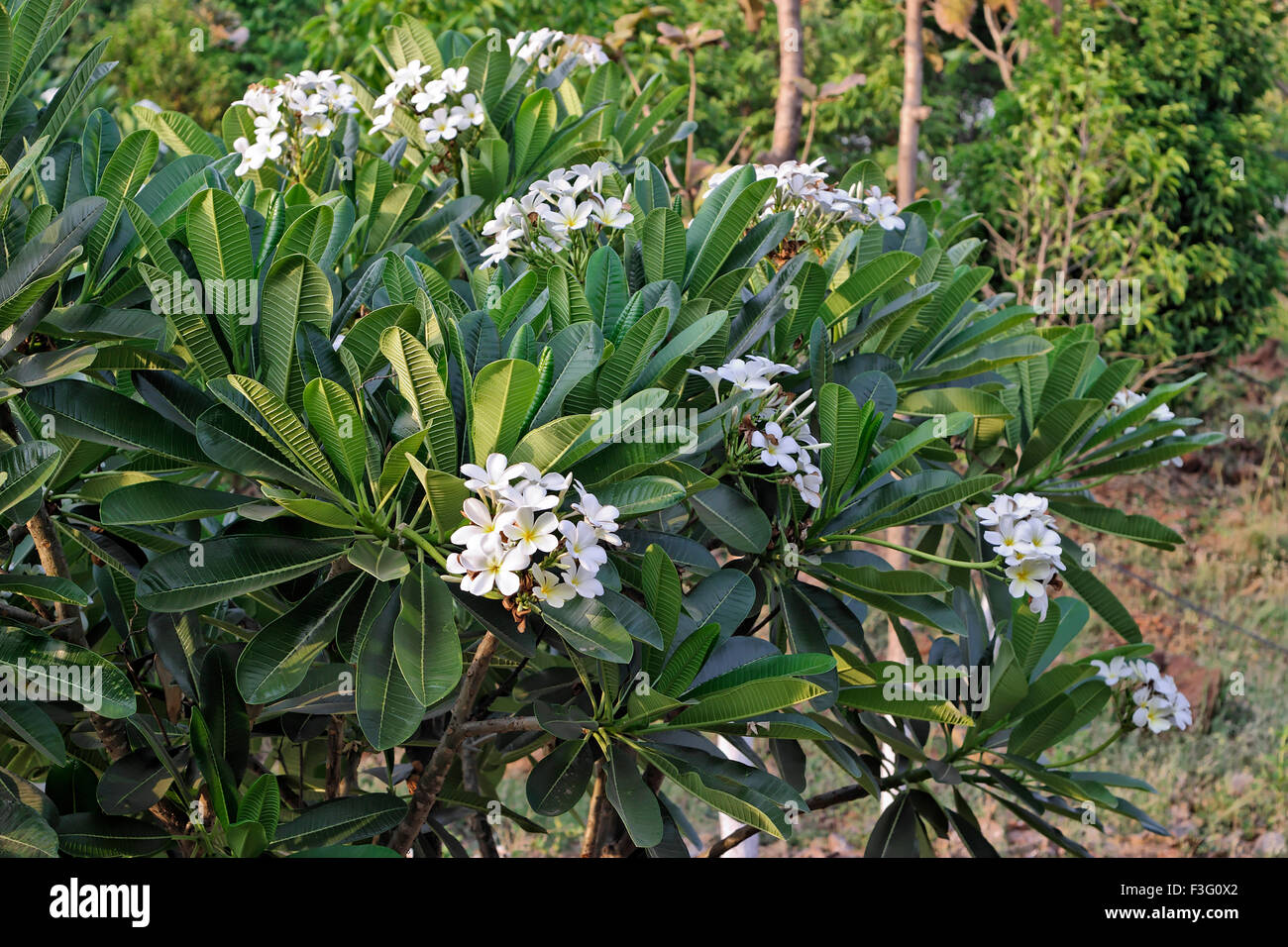 Champa flowers ; plumeria flowers ; India ; Asia Stock Photo - Alamy