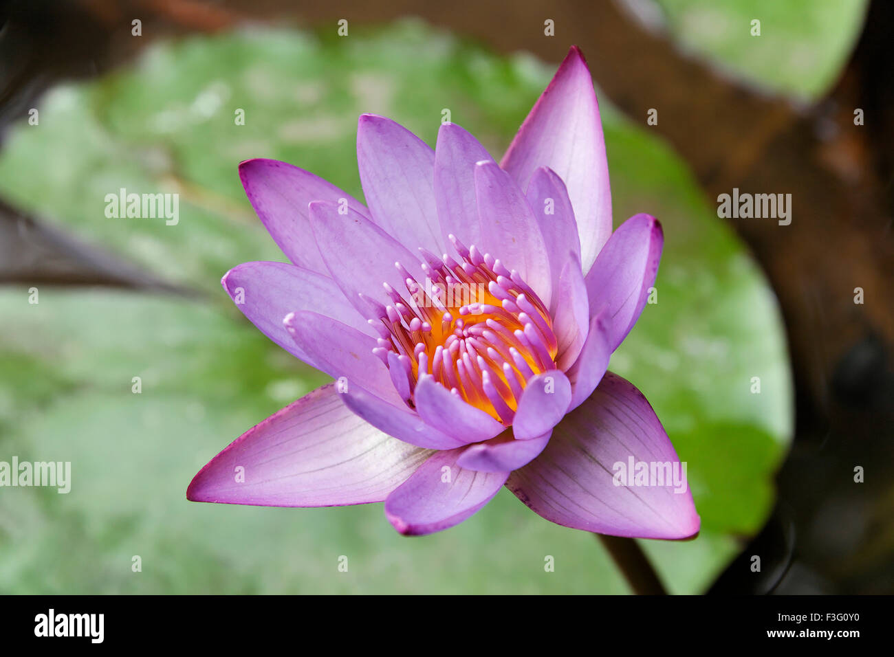 Egyptian lotus hi-res stock photography and images - Alamy