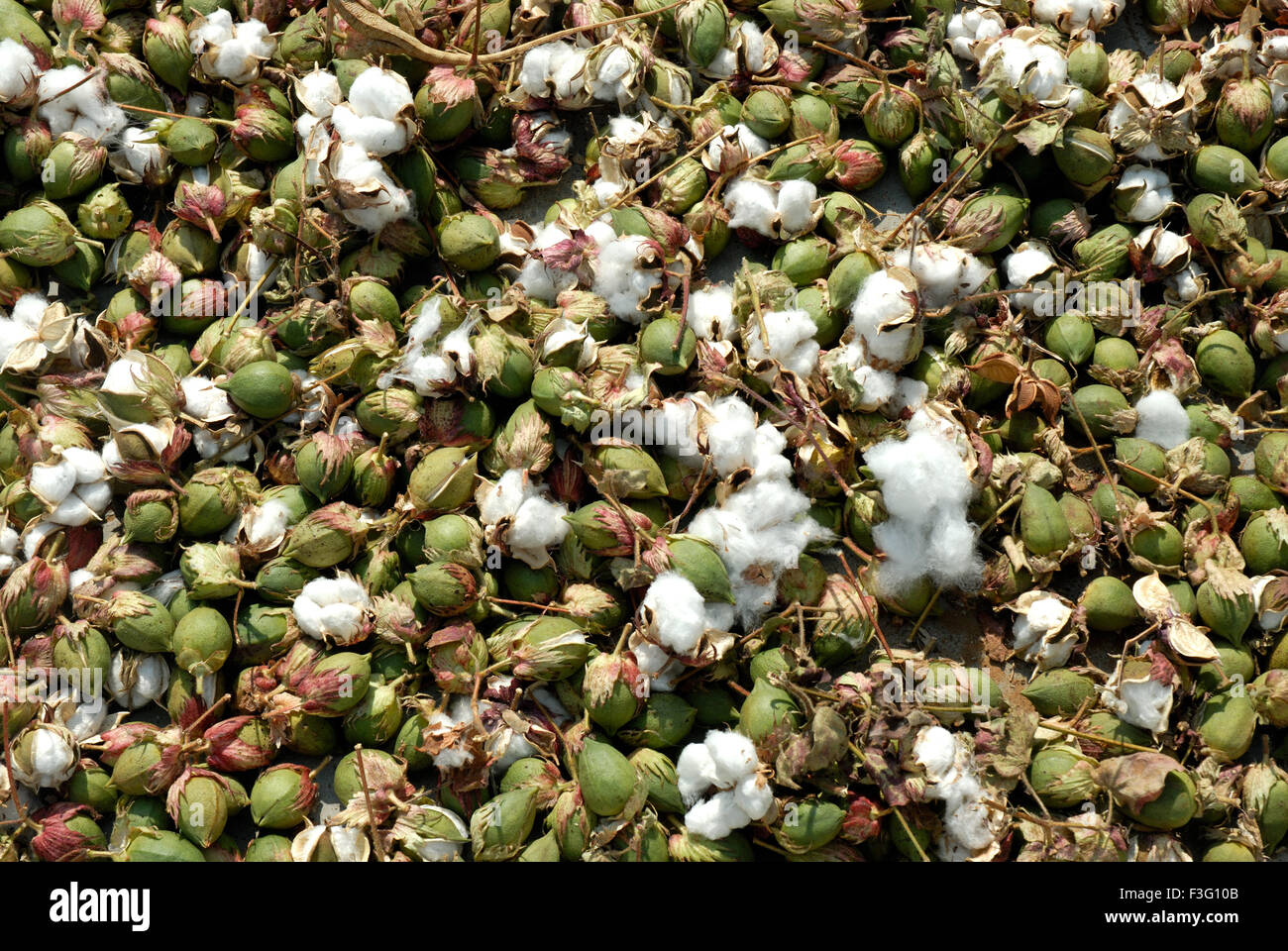 Cotton seeds hi-res stock photography and images - Alamy