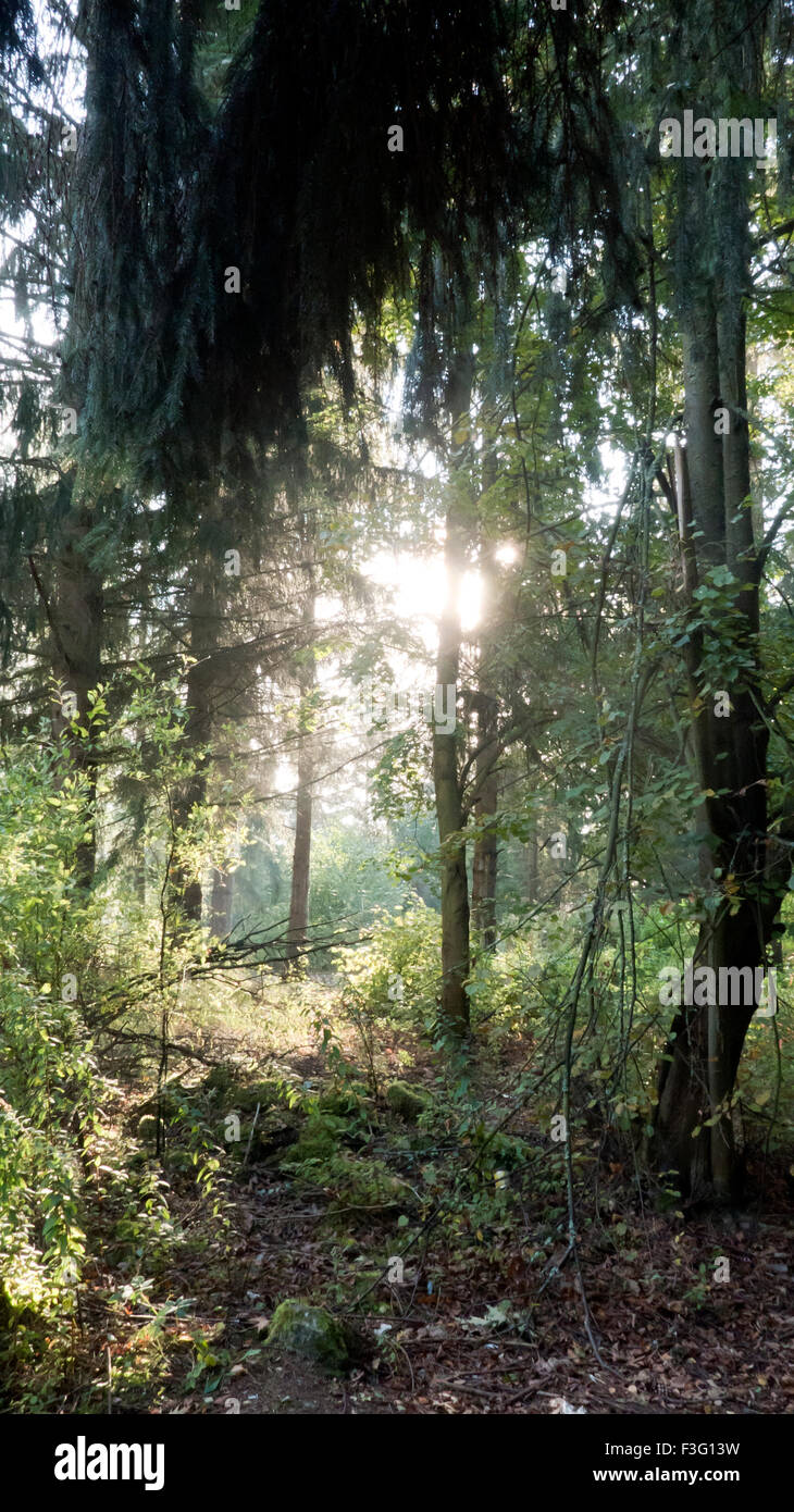 Sun with trees hi-res stock photography and images - Alamy