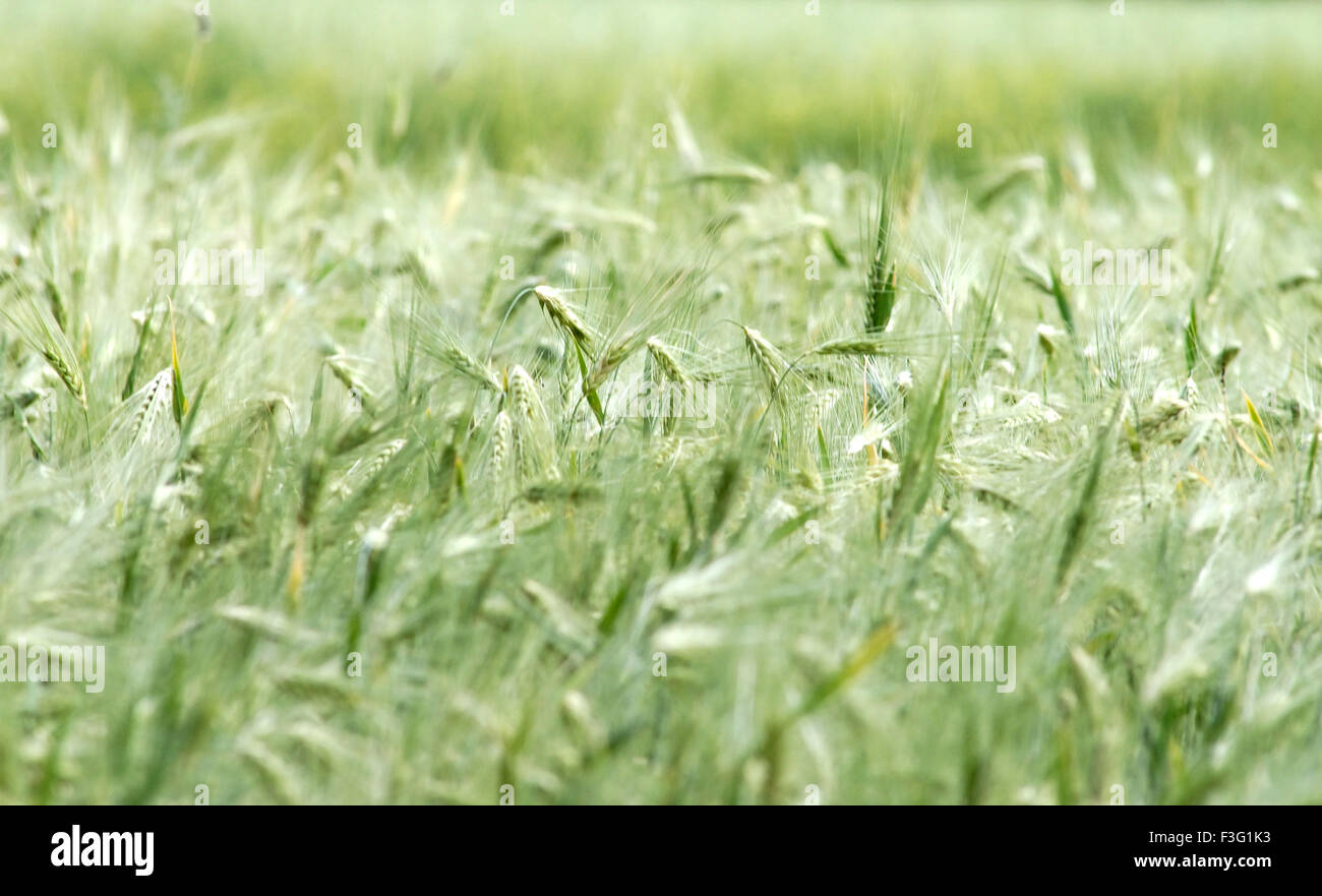 Wheat growing in field Stock Photo - Alamy